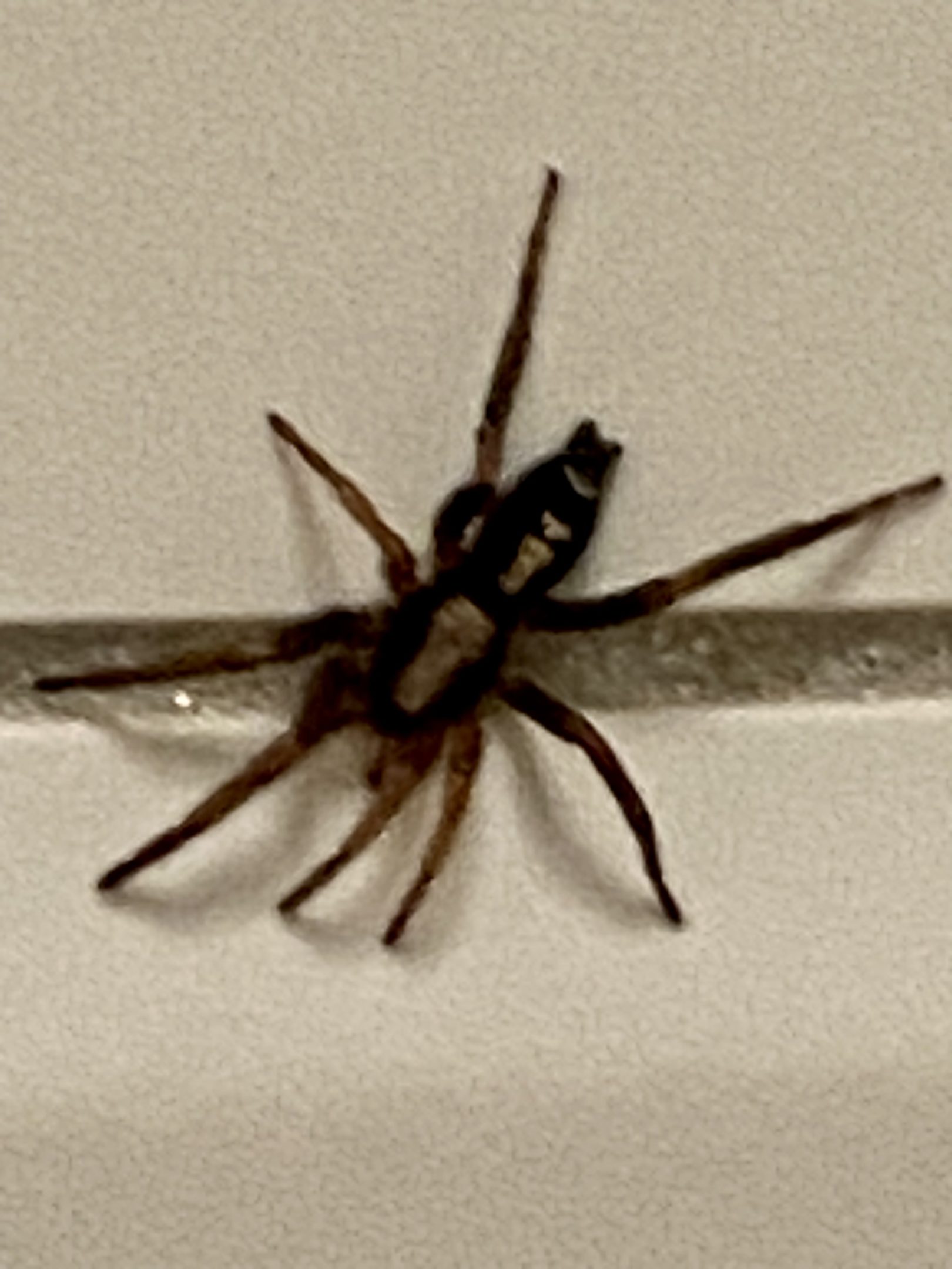 Herpyllus Ecclesiasticus - Eastern Parson Spider - USA Spiders