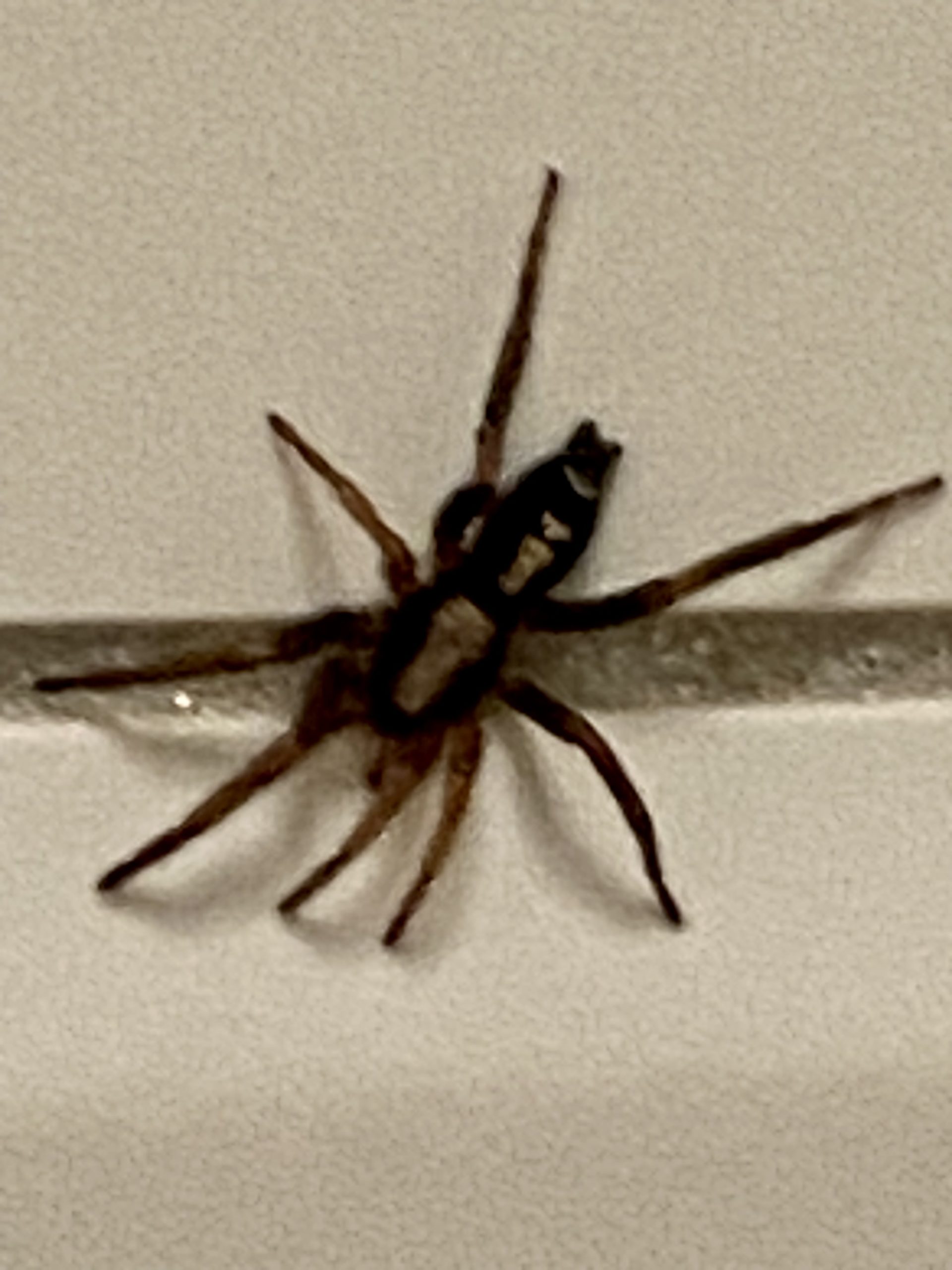 Herpyllus Ecclesiasticus - Eastern Parson Spider - USA Spiders