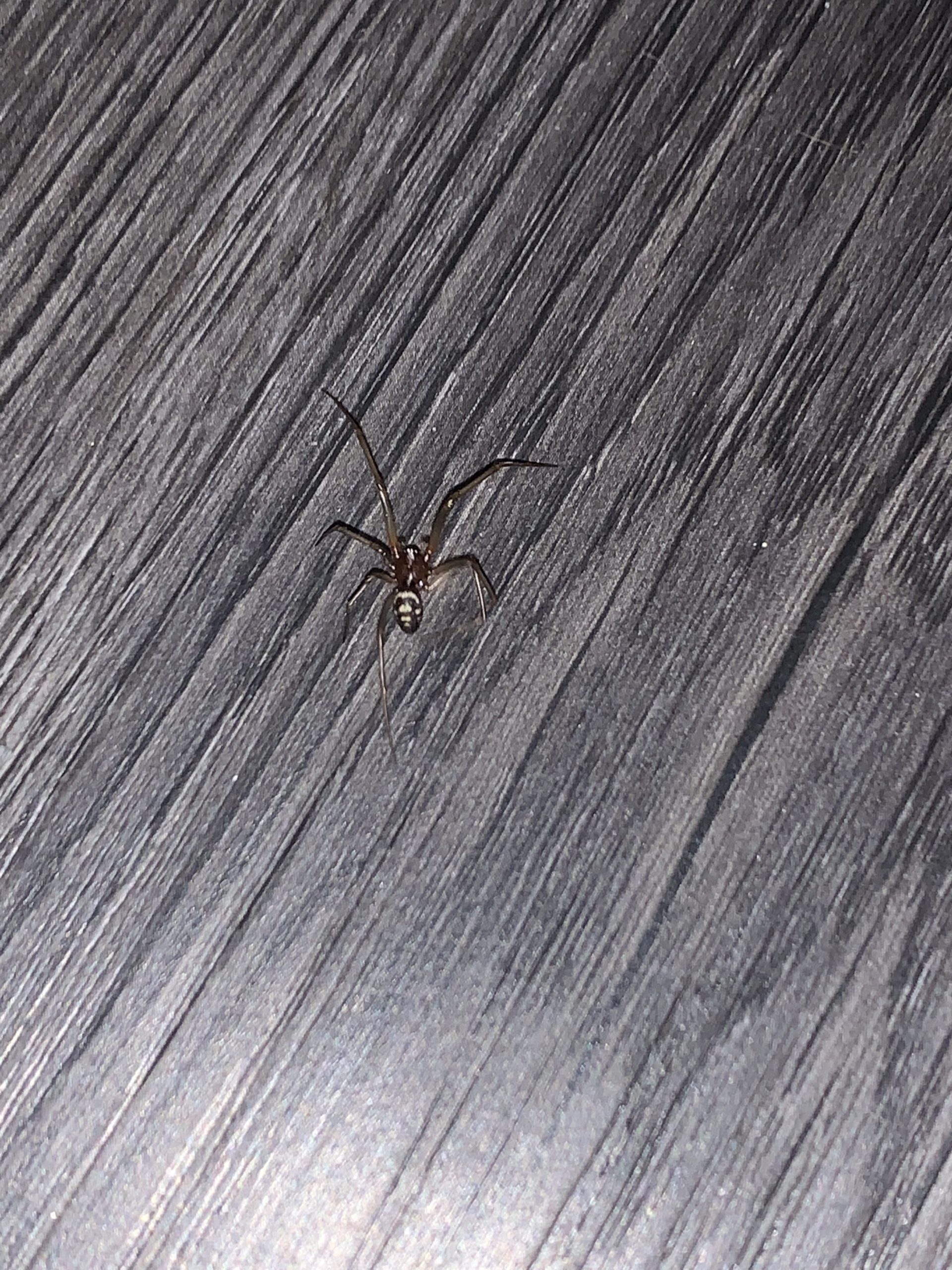Steatoda Grossa - False Black Widow Spider - USA Spiders