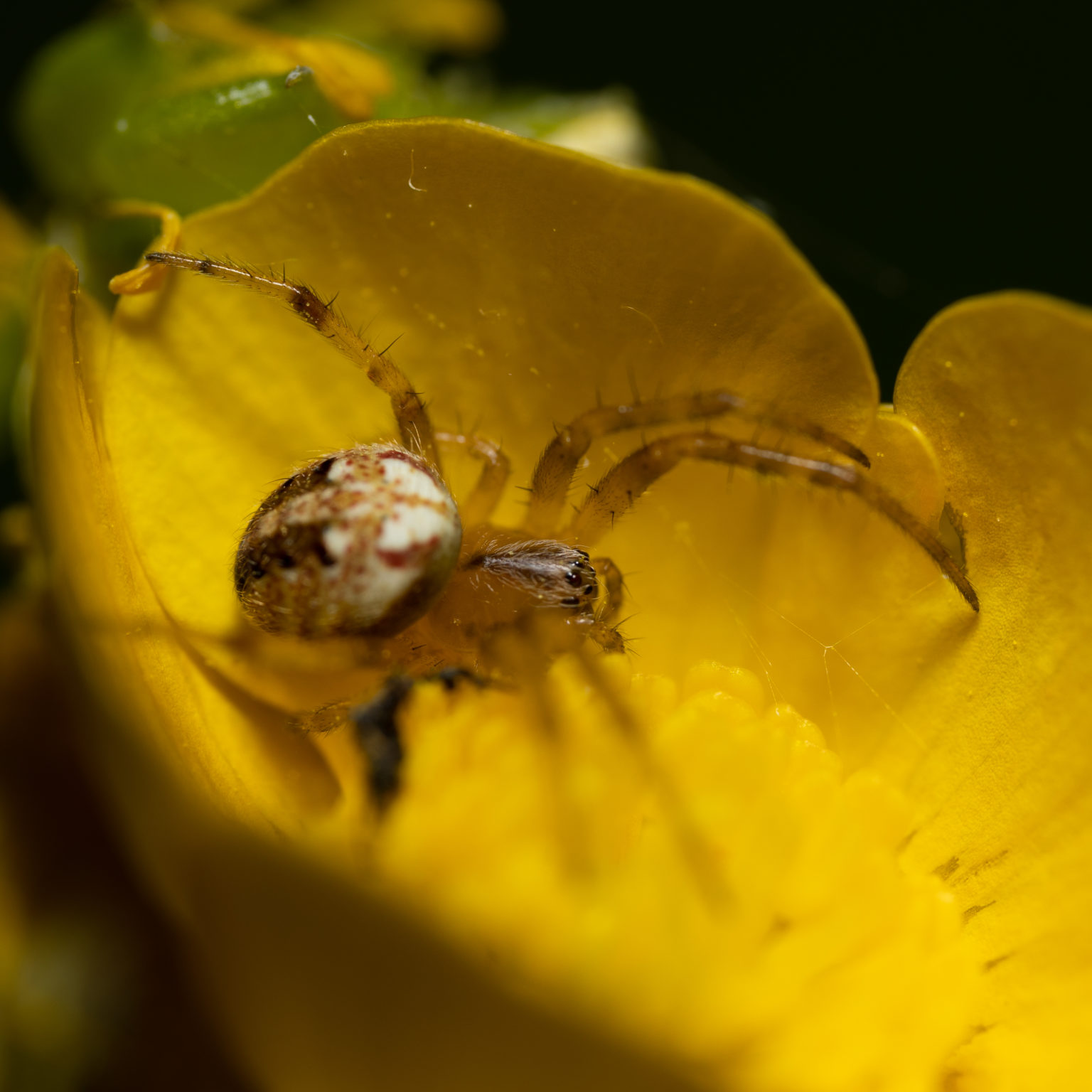 Neoscona Arabesca - Arabesque Orb Weaver - USA Spiders