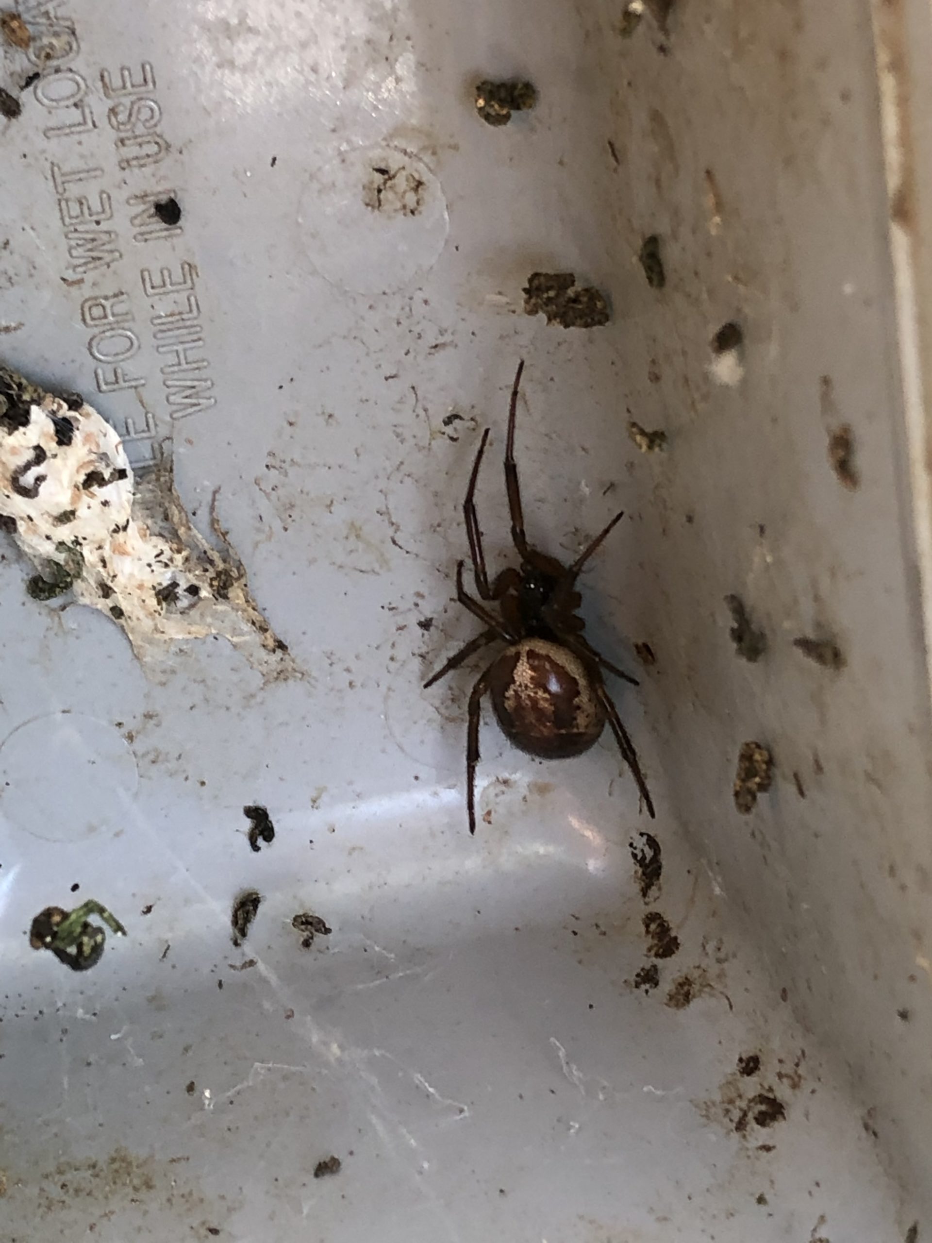 Steatoda nobilis - Noble False Widow - USA Spiders