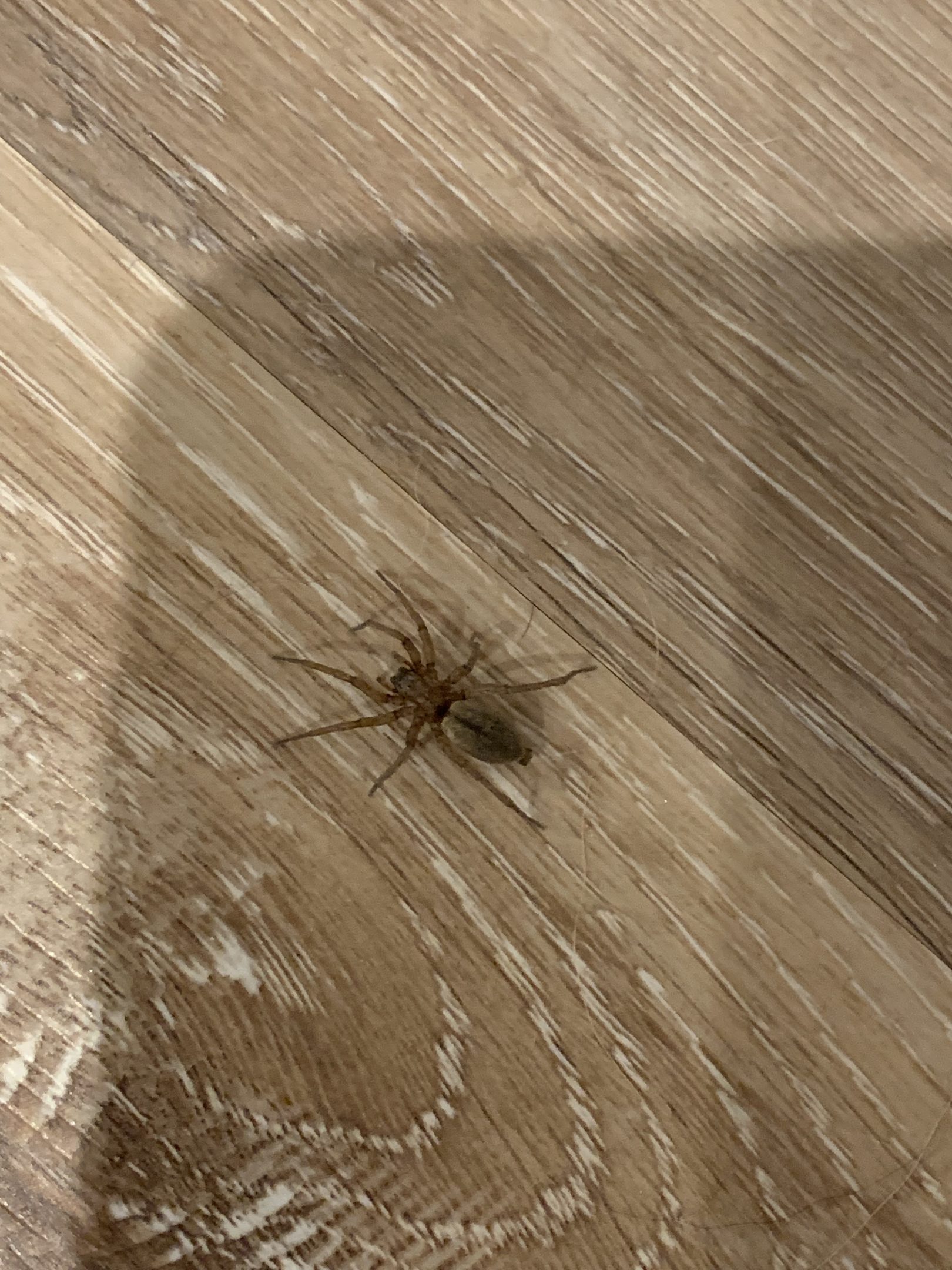 Scotophaeus Blackwalli - Mouse Spider - USA Spiders