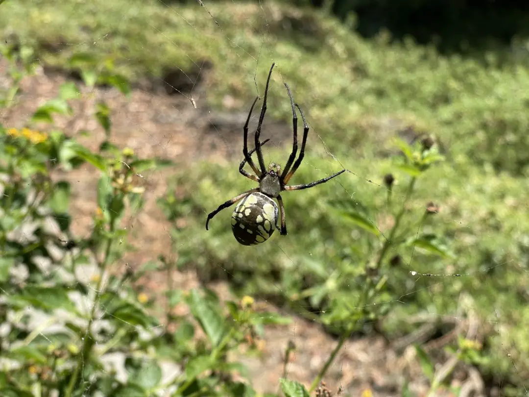 Araneus Gemmoides - Cat-Faced Spider or Jewel Spider - USA Spiders