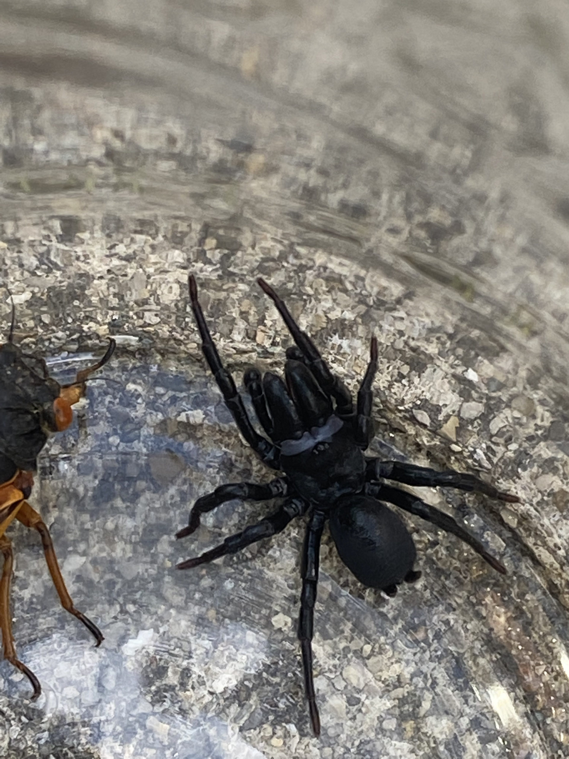 Ummidia - Trap-Door Spider - USA Spiders
