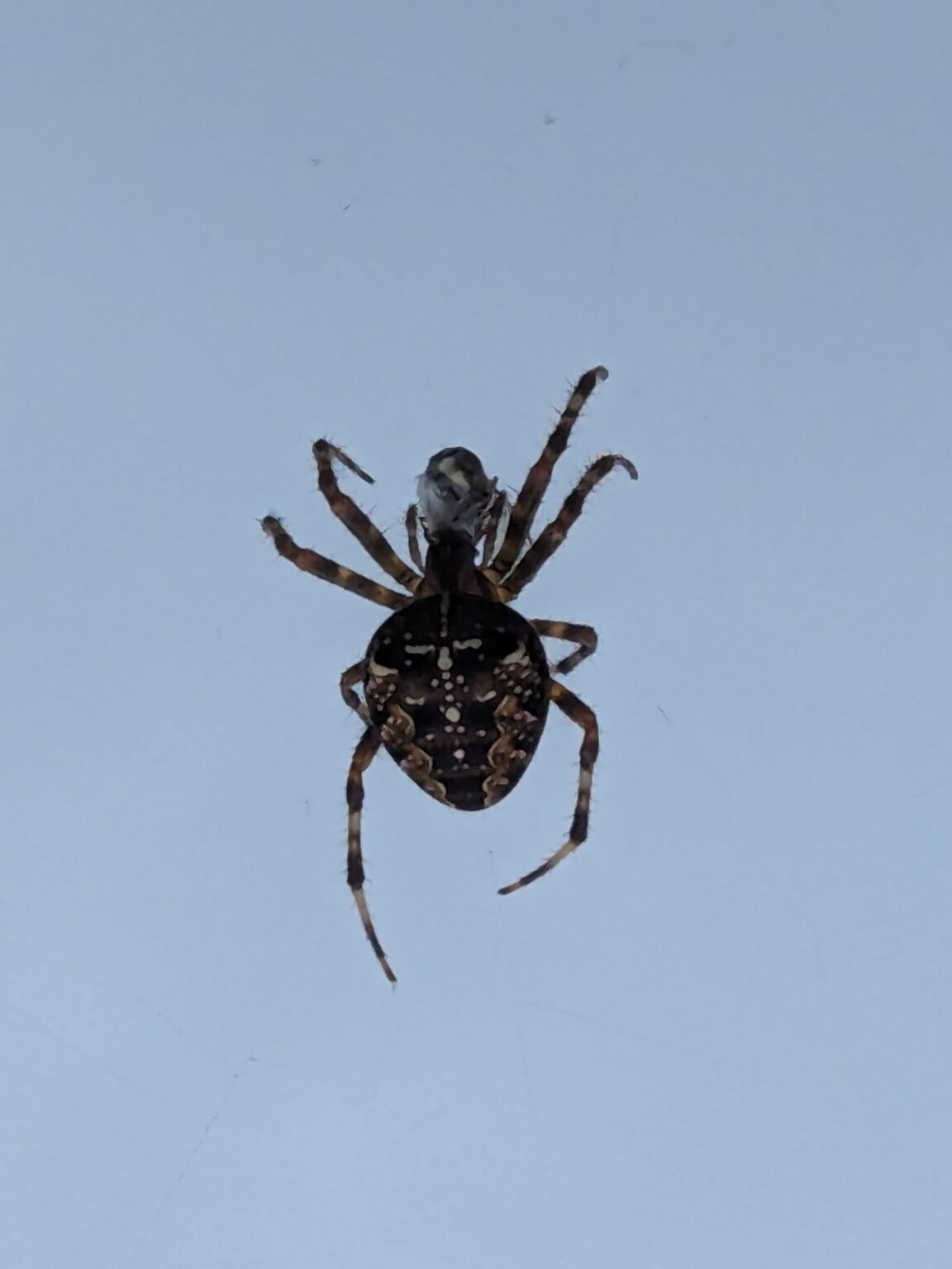 Steatoda Bipunctata - Rabbit Hutch Spider - USA Spiders