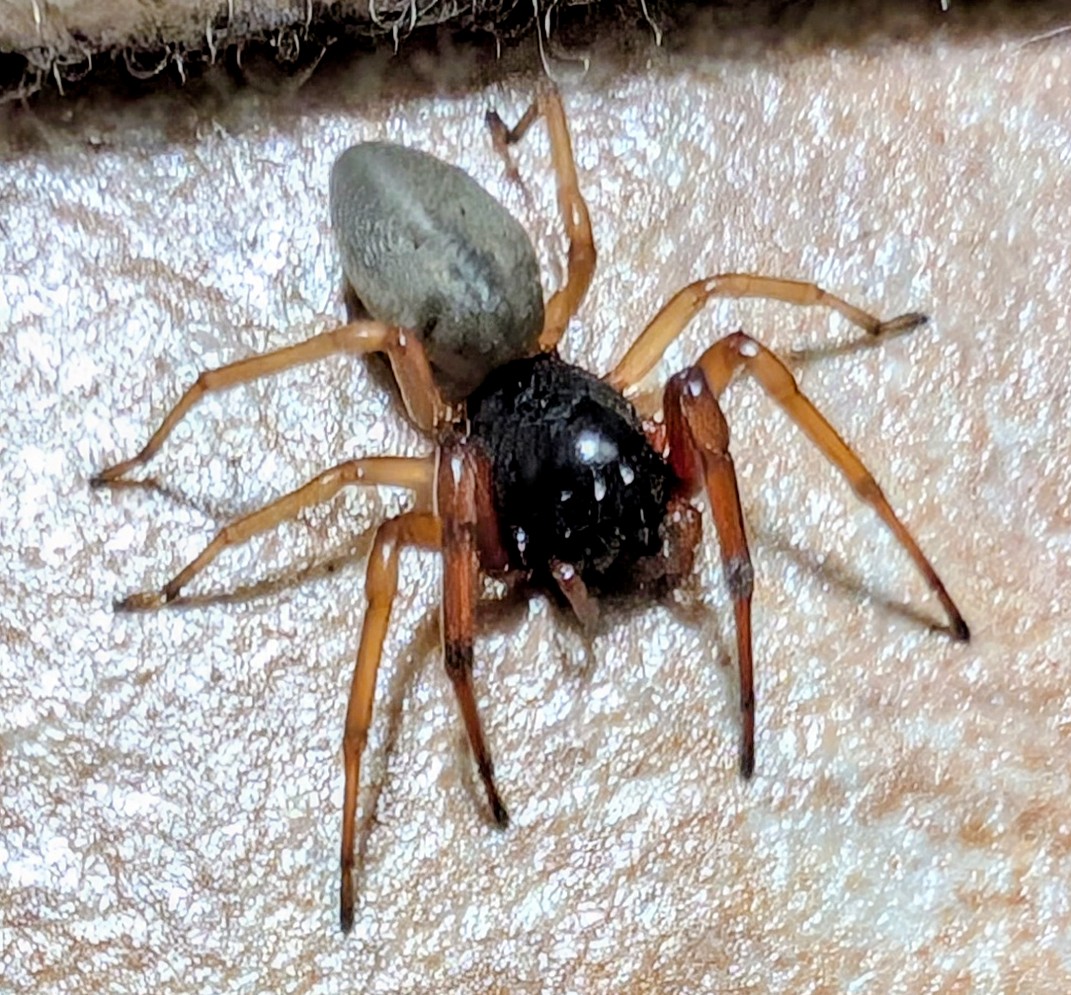 Trachelas Tranquillus - Broad-Faced Sac Spider - USA Spiders