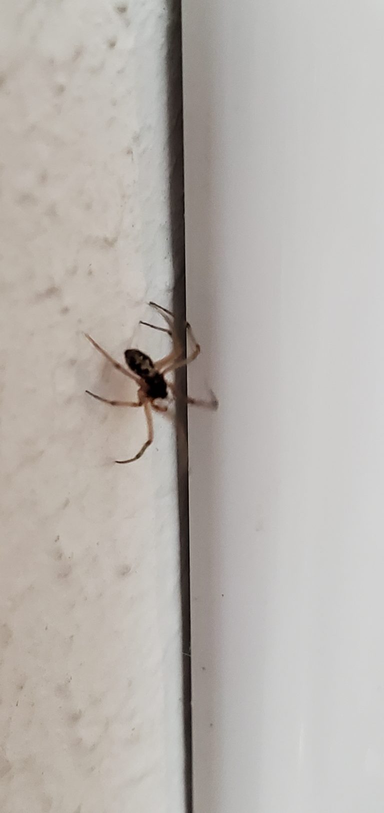 Steatoda Triangulosa - Triangulate Cobweb Spider - USA Spiders