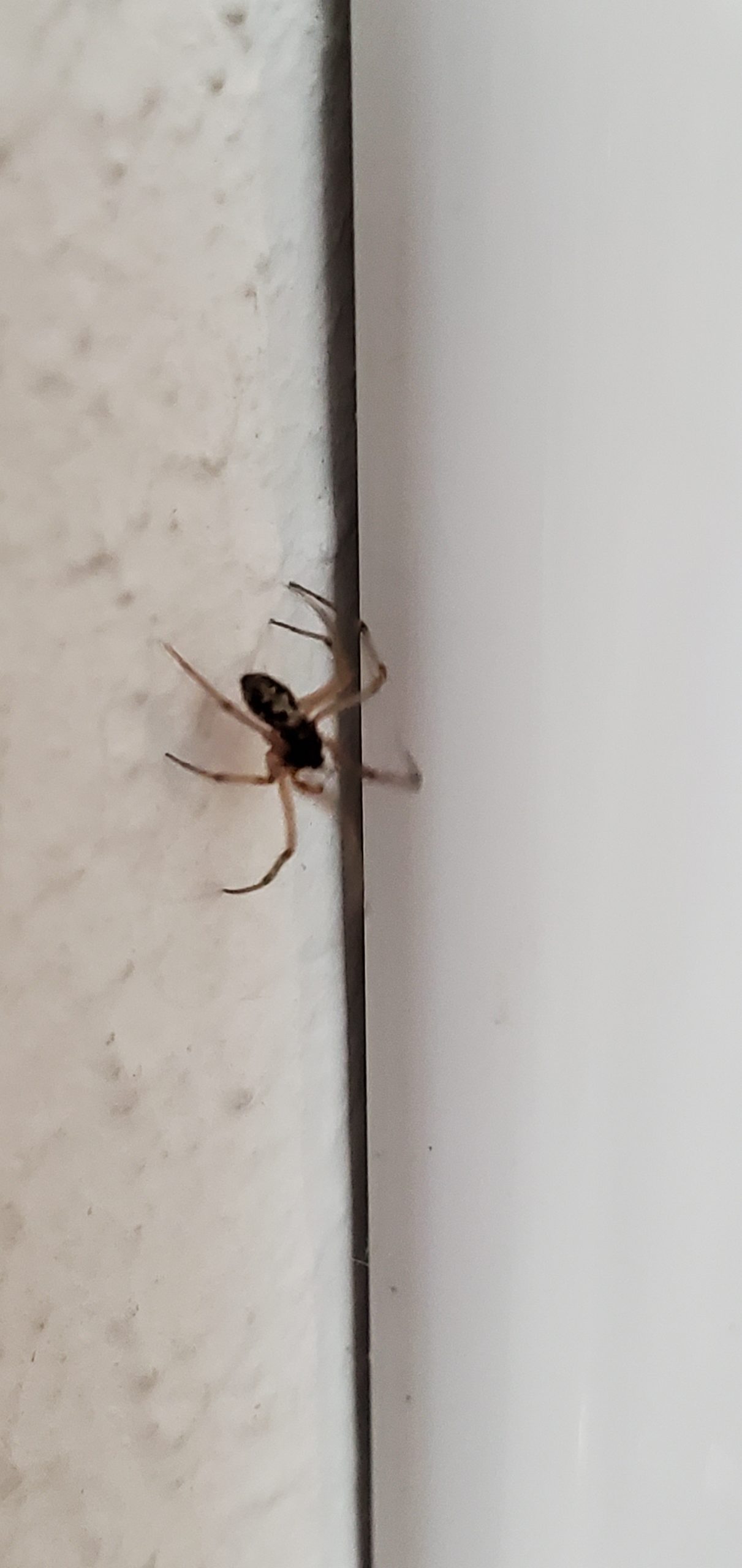 Steatoda Triangulosa - Triangulate Cobweb Spider - USA Spiders