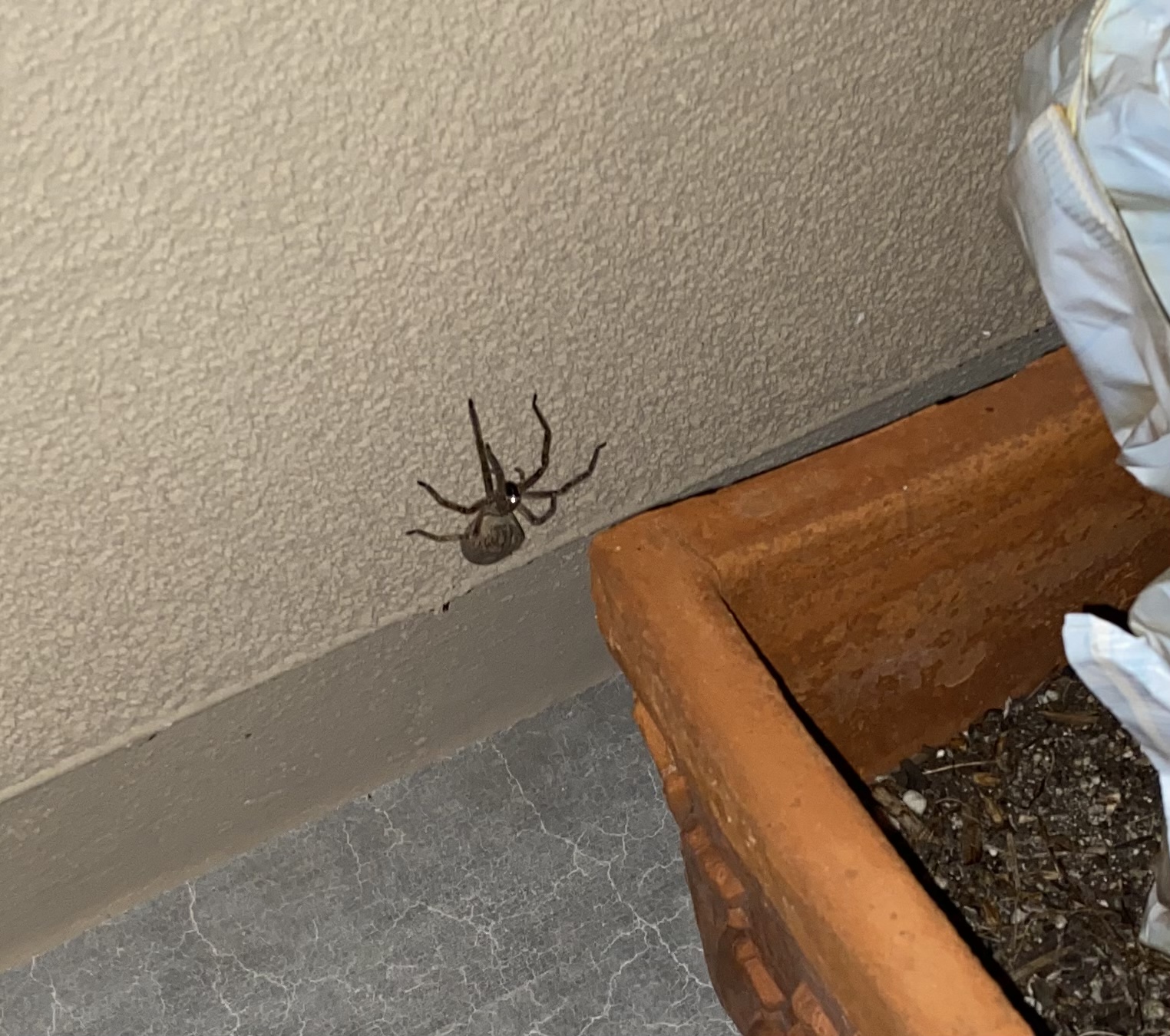 Heteropoda venatoria - Pantropical huntsman - USA Spiders