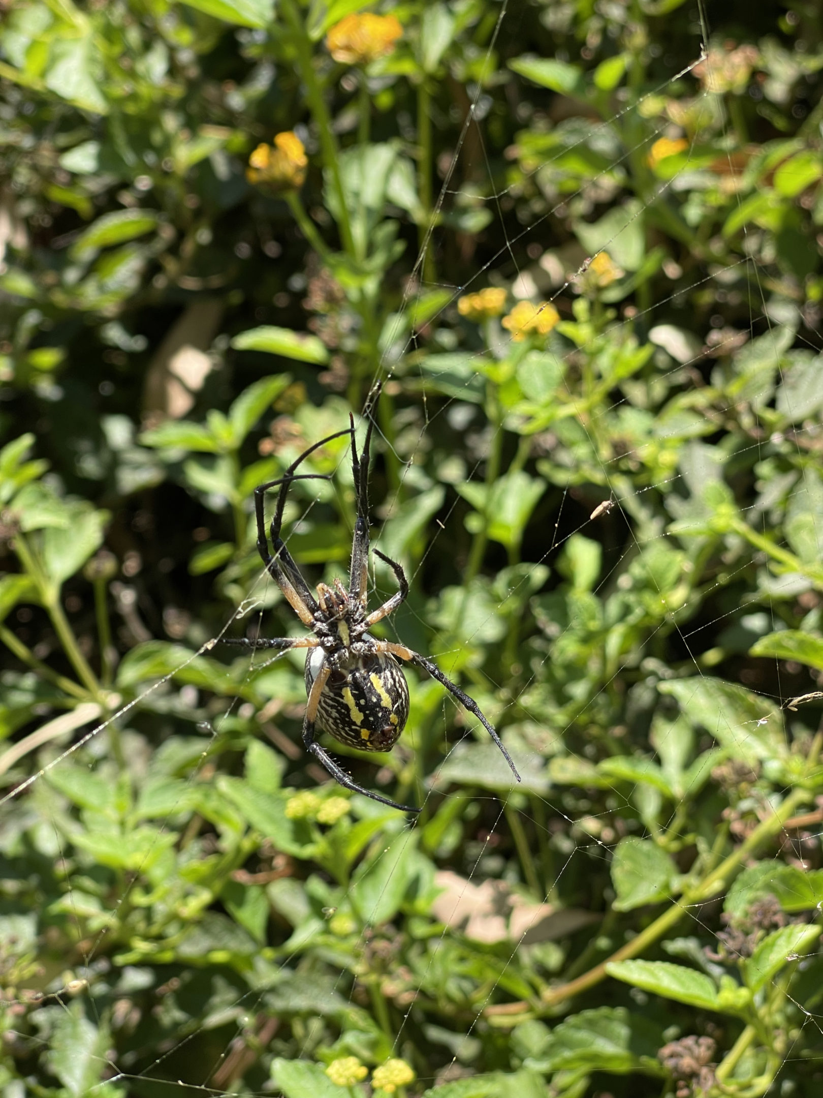Araneus Gemmoides - Cat-Faced Spider or Jewel Spider - USA Spiders