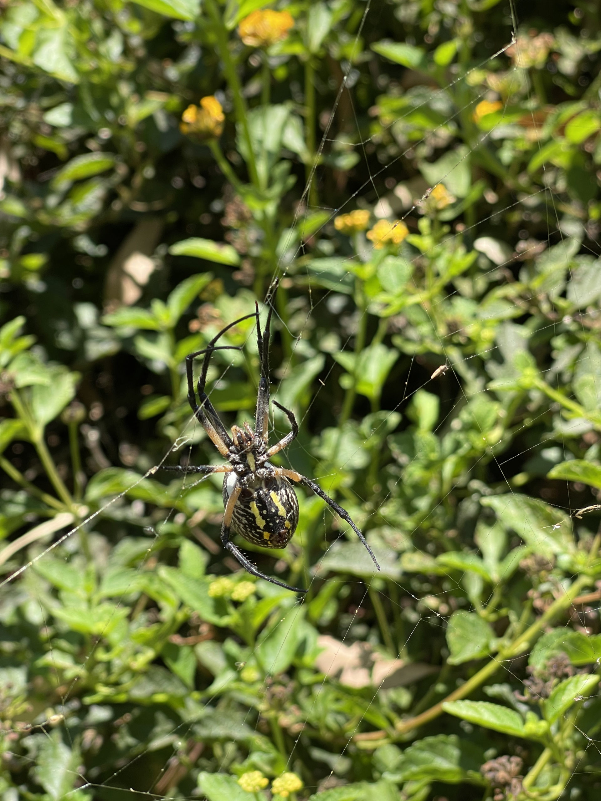 Araneus Gemmoides - Cat-Faced Spider or Jewel Spider - USA Spiders