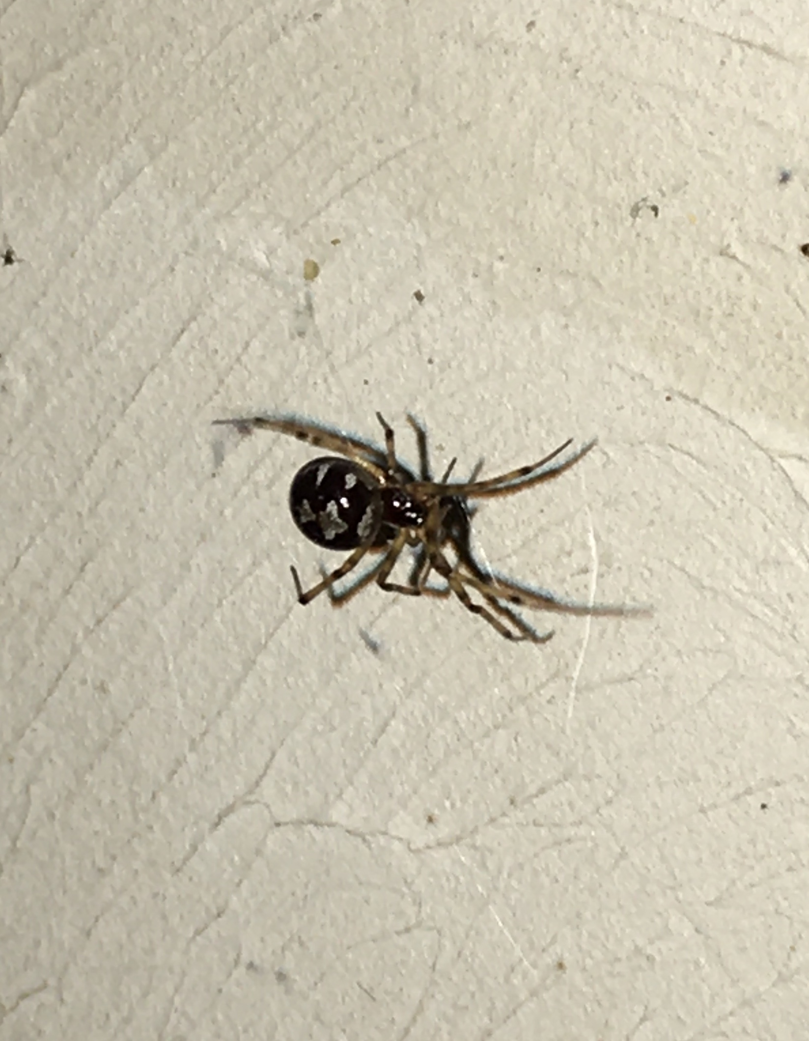 Parasteatoda tepidariorum - The Common House Spider - USA Spiders
