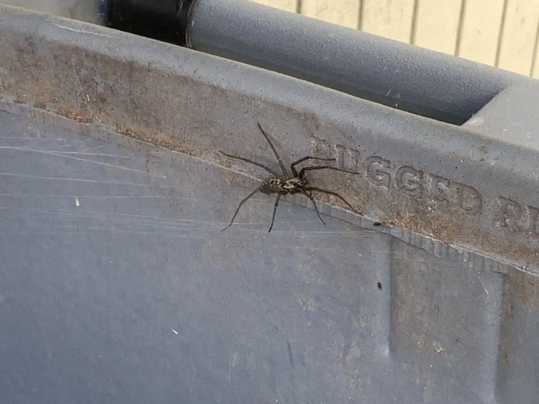 Eratigena Atrica - Giant House Spider - USA Spiders