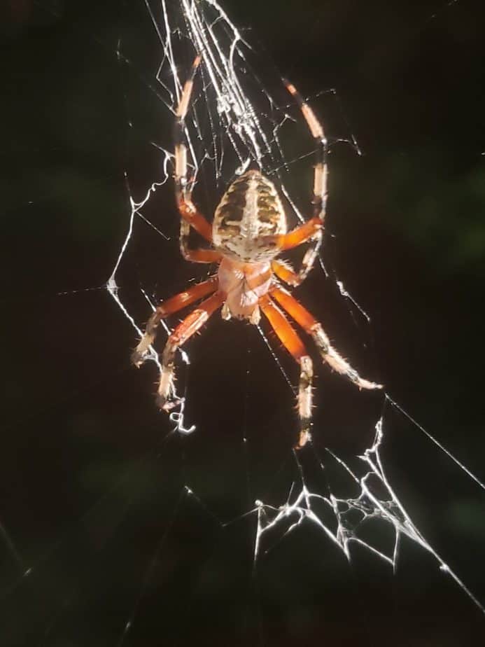 Neoscona crucifera - Spotted Orb Weaver - USA Spiders