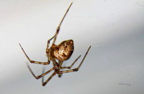 Parasteatoda tepidariorum - The Common House Spider - USA Spiders