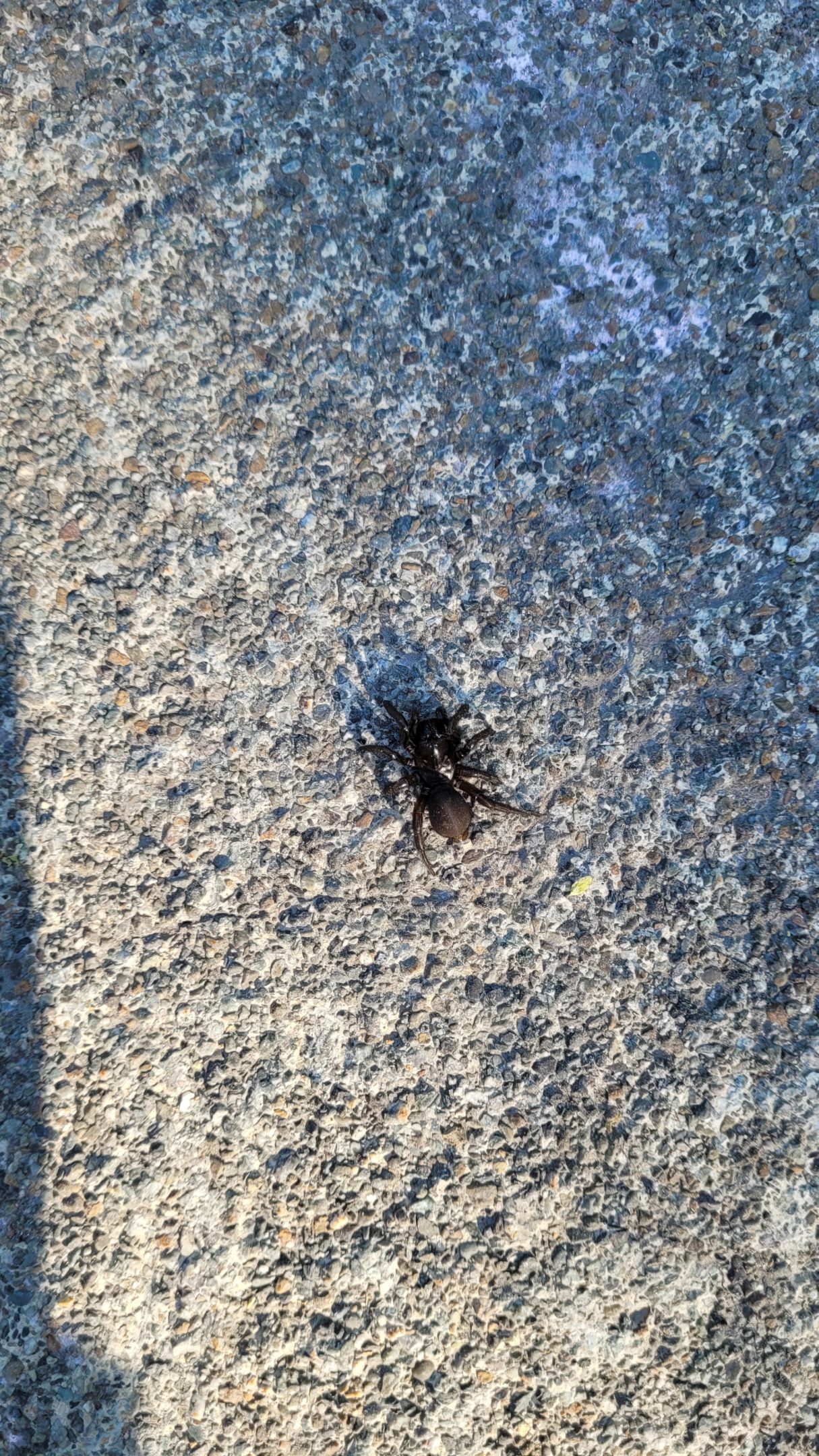 Ummidia - Trap-Door Spider - USA Spiders