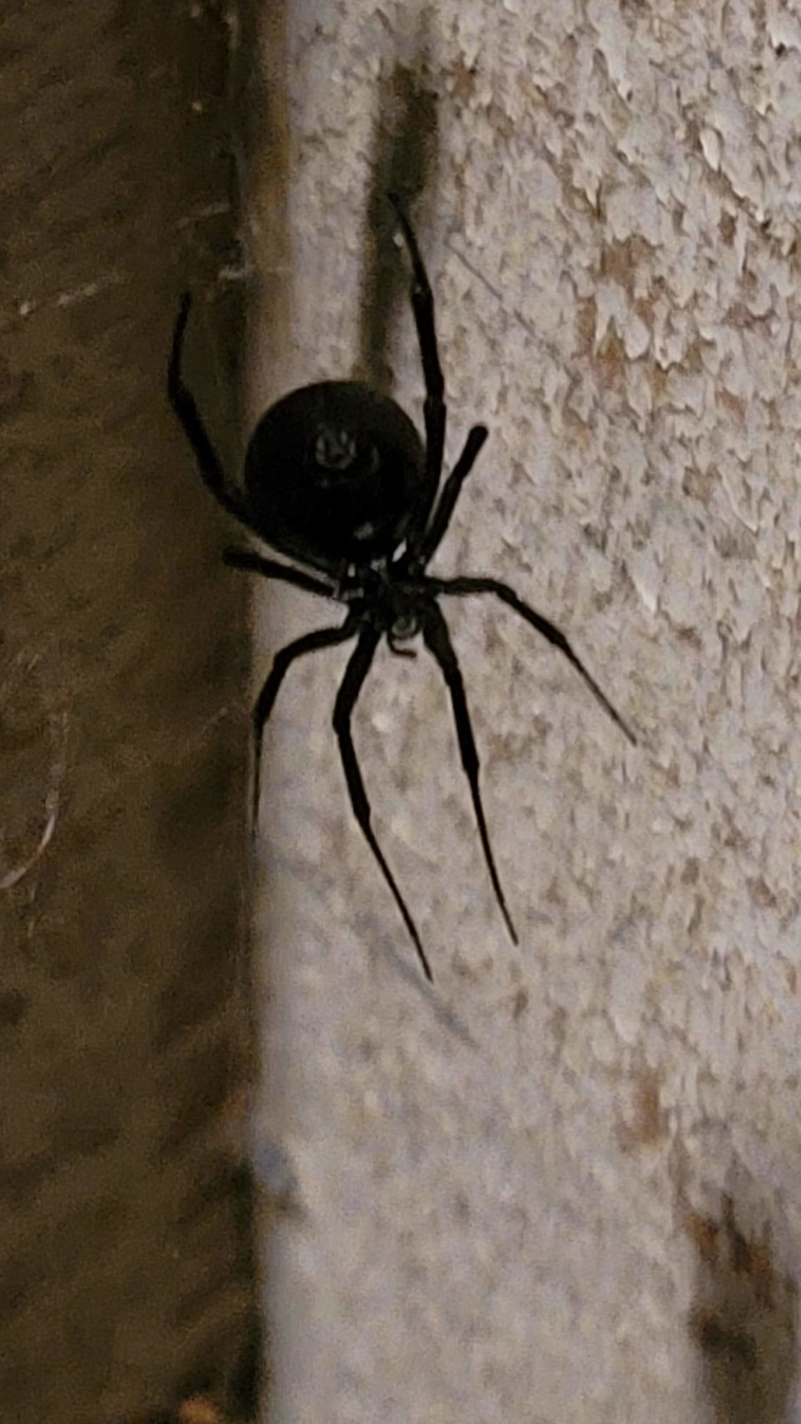 Steatoda Grossa - False Black Widow Spider - USA Spiders