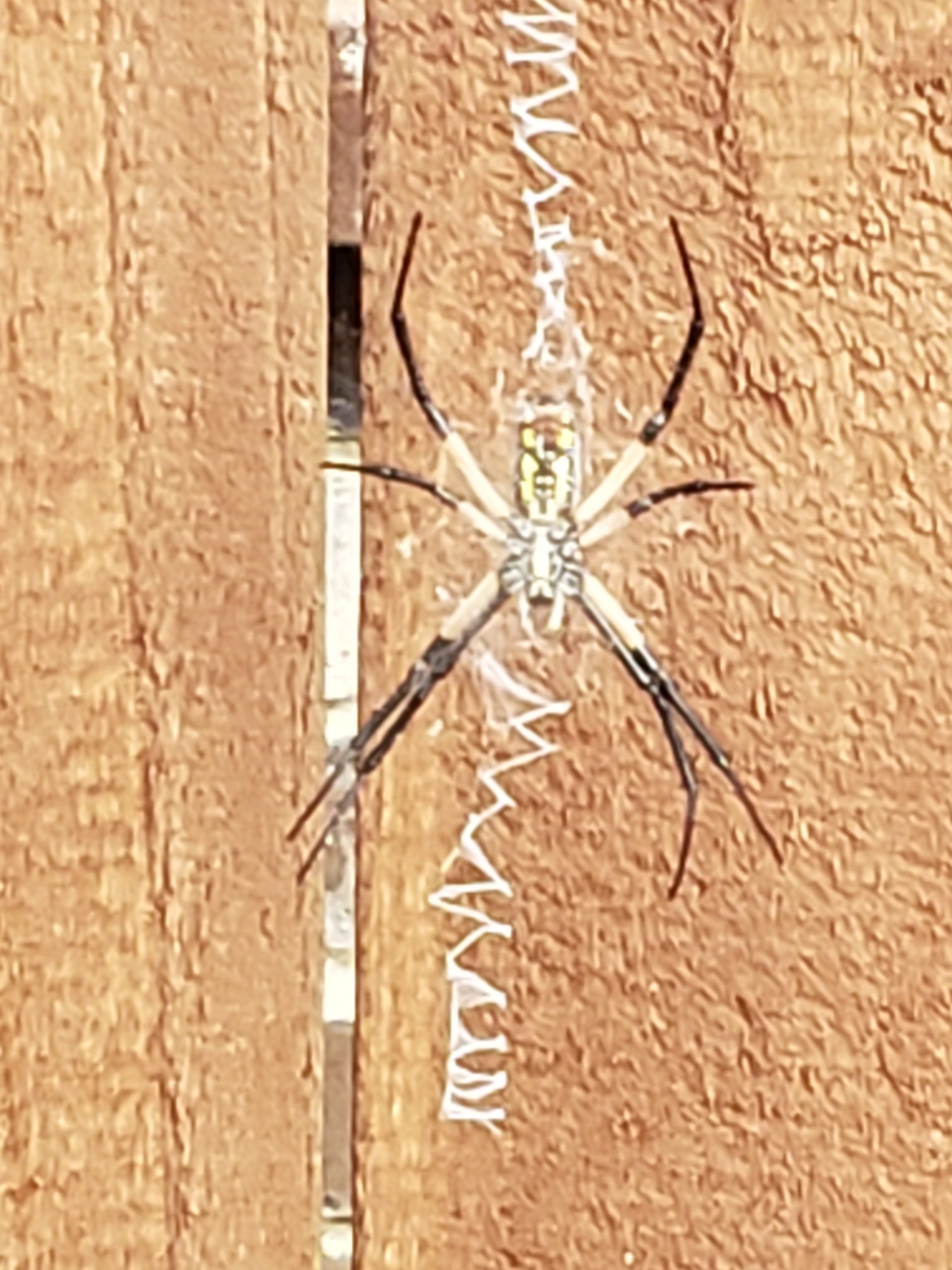 Argiope Aurantia - Black and Yellow Garden Spider - USA Spiders