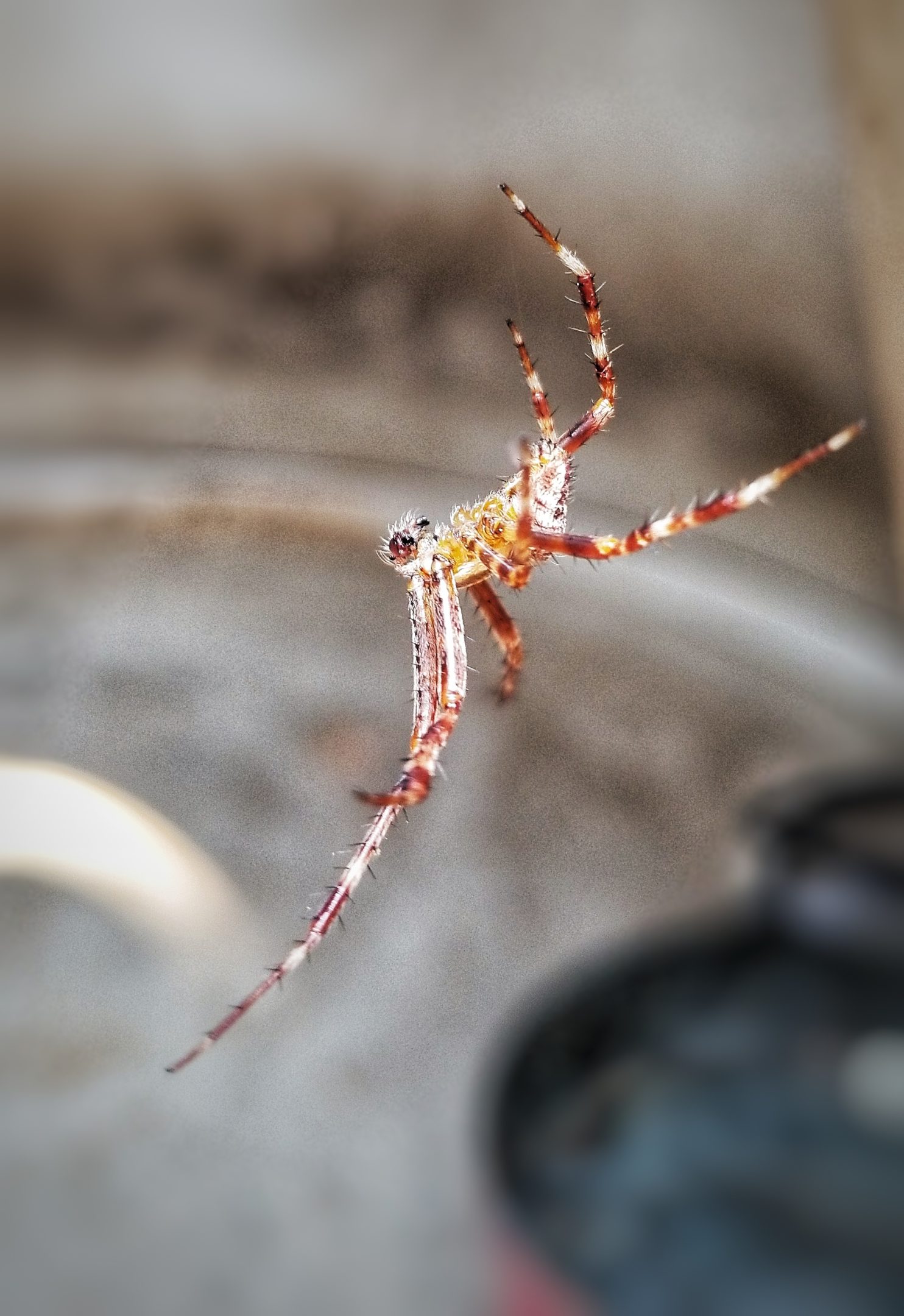 Araneus diadematus - The European Garden Spider - USA Spiders