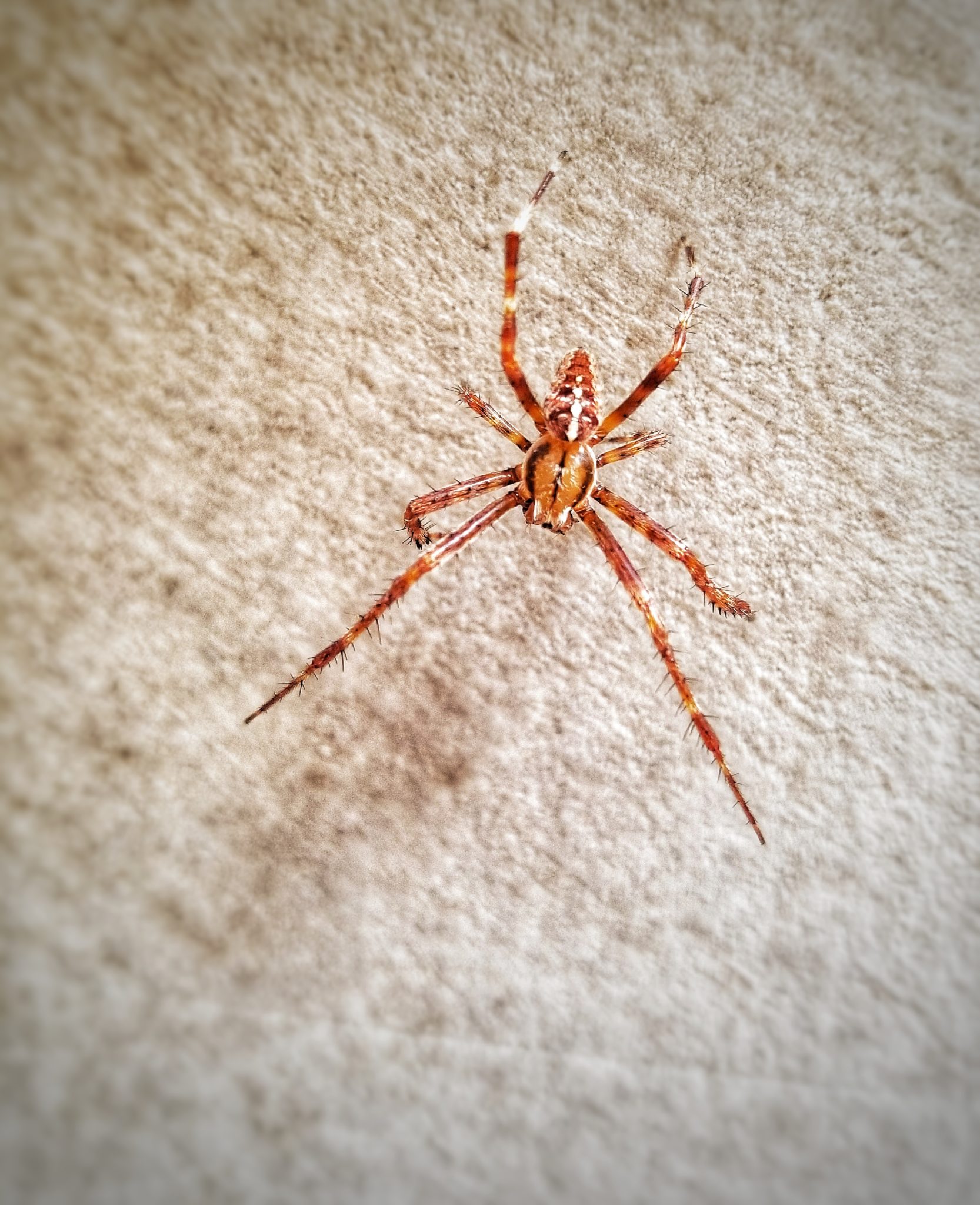 Araneus diadematus - The European Garden Spider - USA Spiders