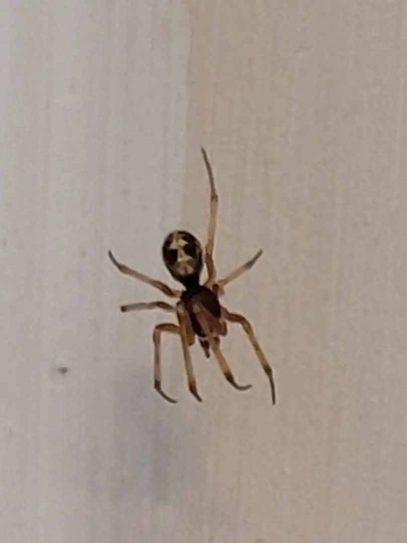 Steatoda Triangulosa - Triangulate Cobweb Spider - USA Spiders