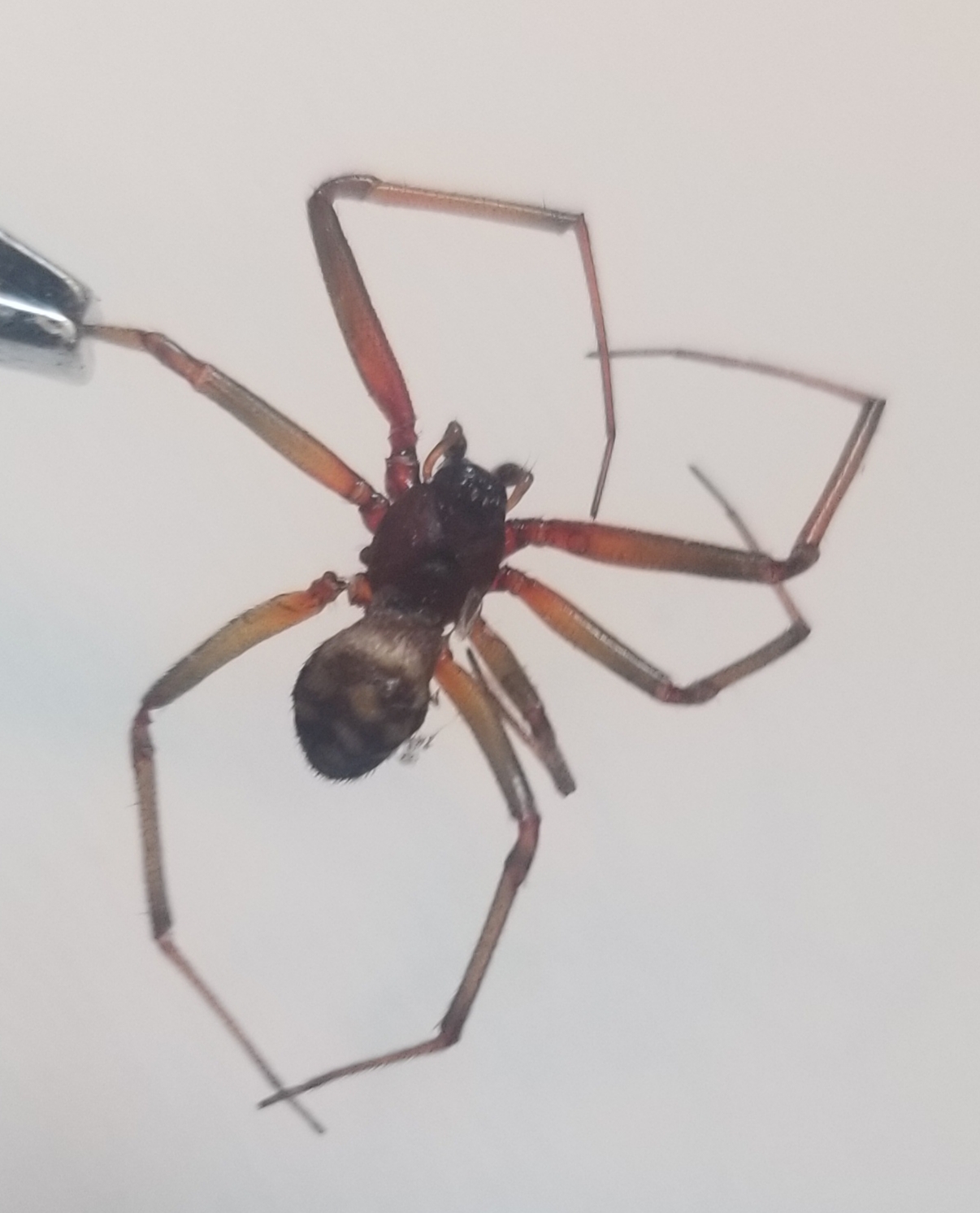 Steatoda Triangulosa - Triangulate Cobweb Spider - USA Spiders