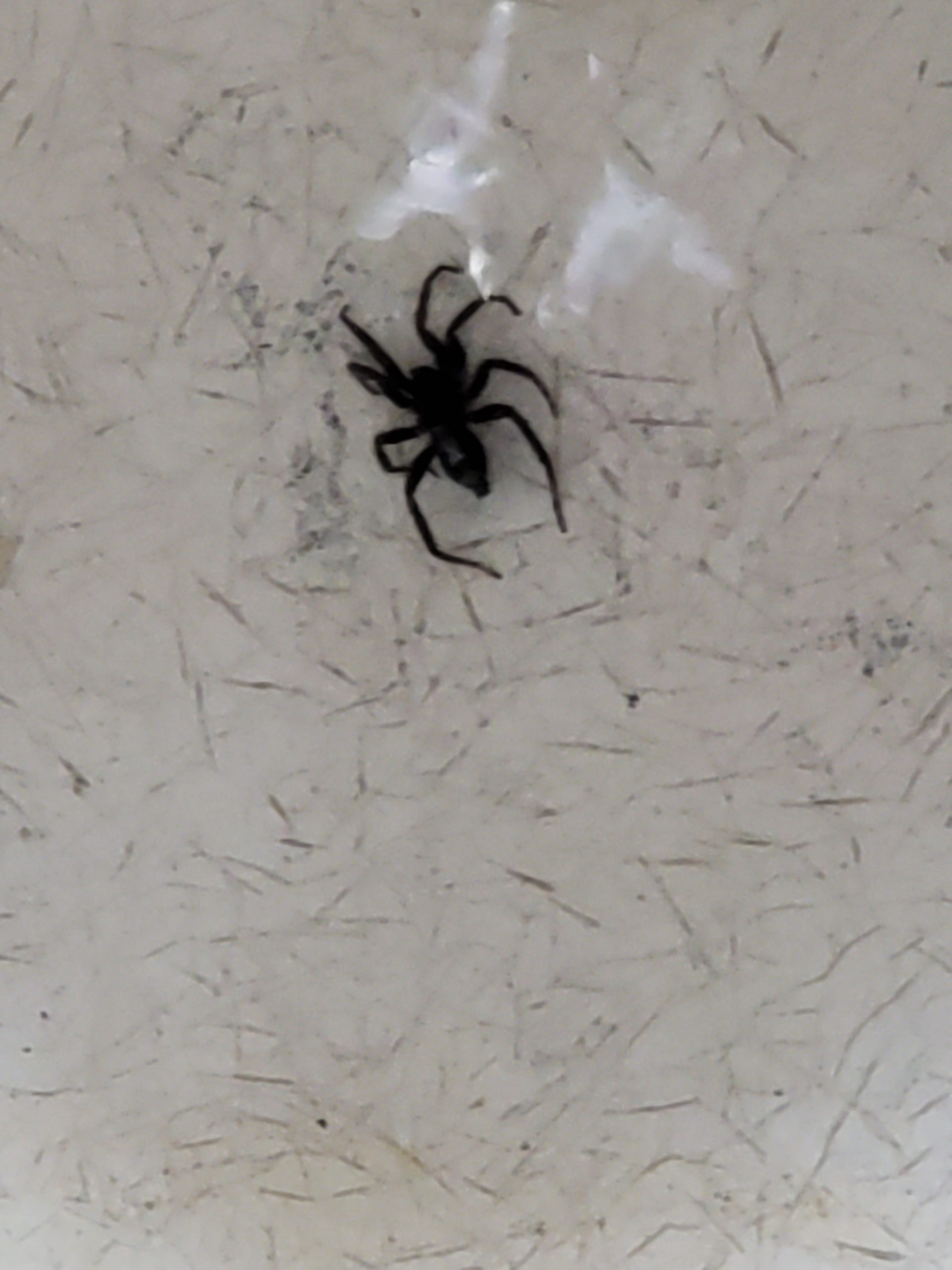 Herpyllus Ecclesiasticus - Eastern Parson Spider - USA Spiders
