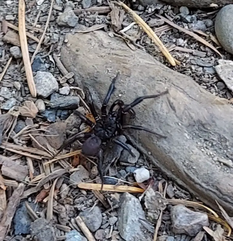 Ummidia - Trap-Door Spider - USA Spiders
