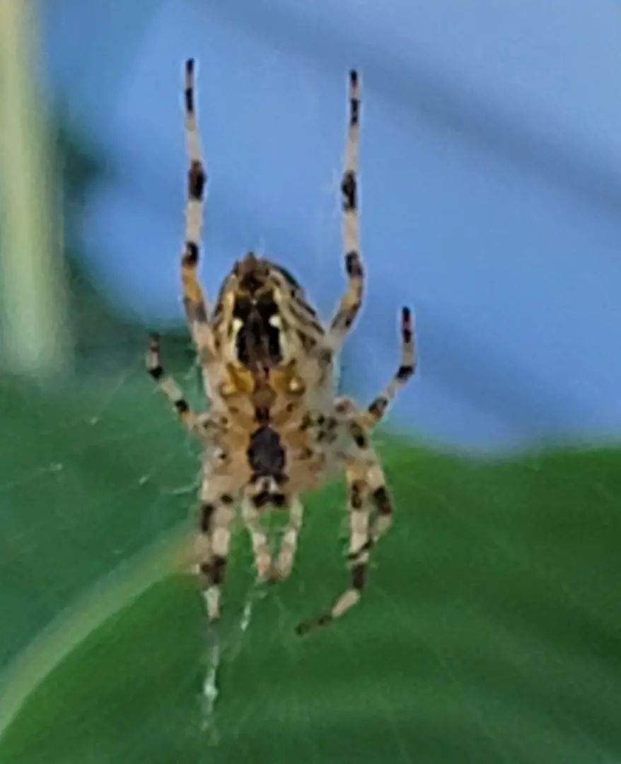 Araneus diadematus - The European Garden Spider - USA Spiders
