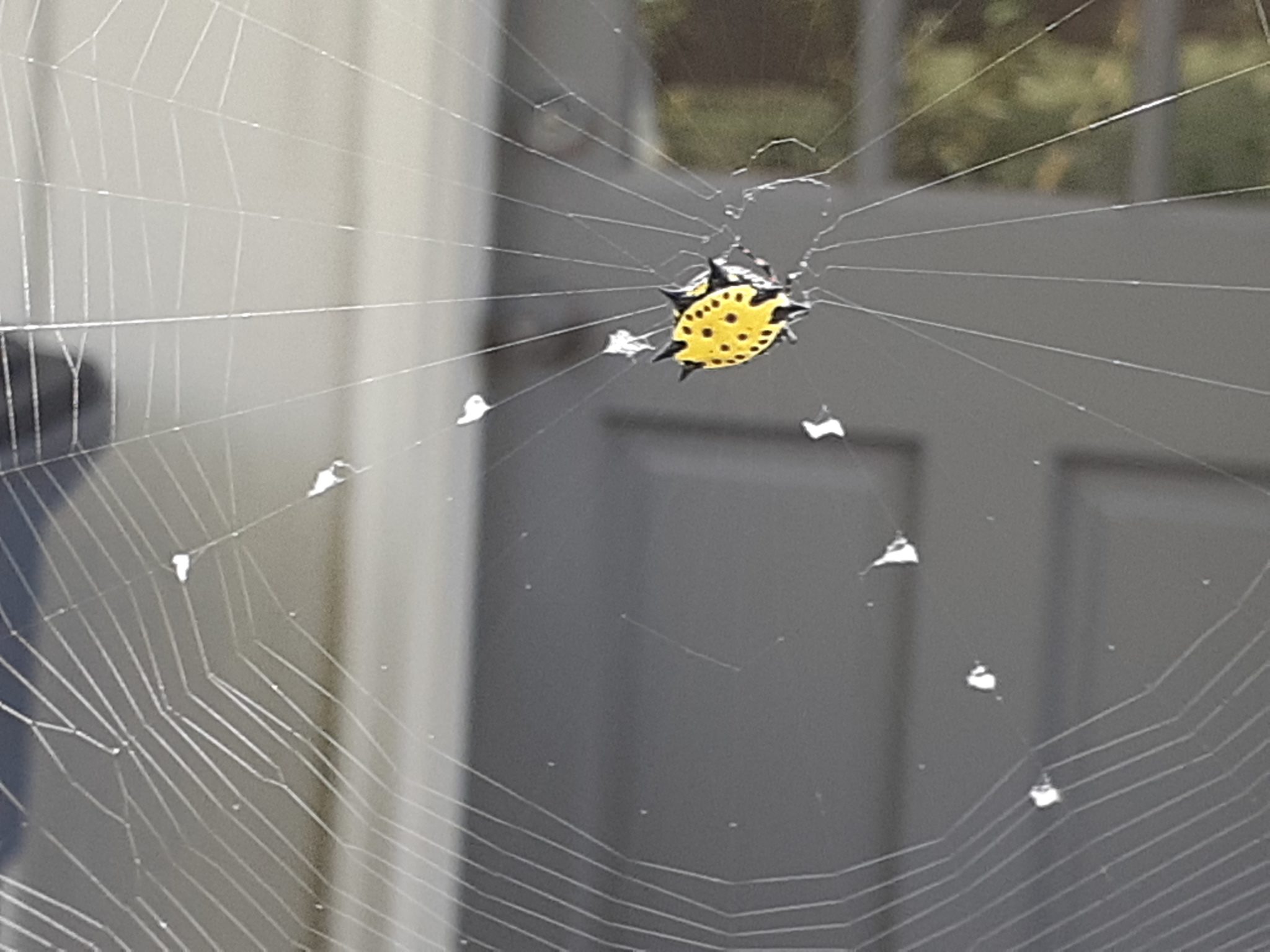 Gasteracantha Cancriformis - Spinybacked Orb Weaver - USA Spiders