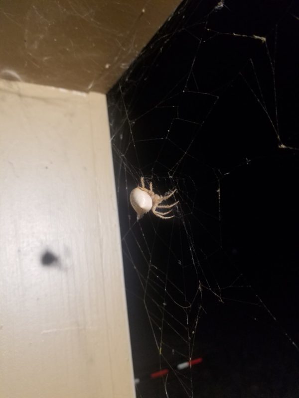 Araneus Gemmoides - Cat-Faced Spider or Jewel Spider - USA Spiders