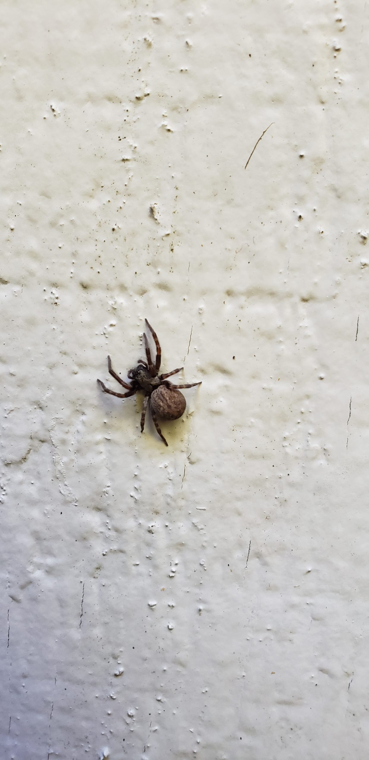 Gray House Spider - Badumna Longinqua - USA Spiders