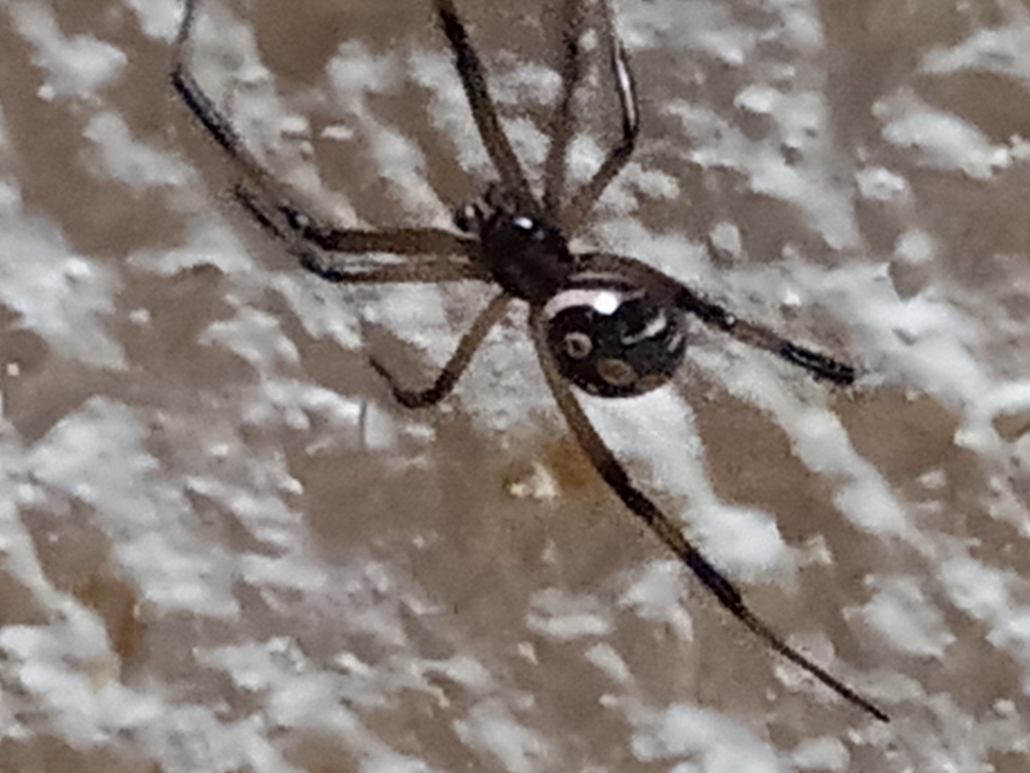 Latrodectus Variolus - Northern Black Widow - USA Spiders