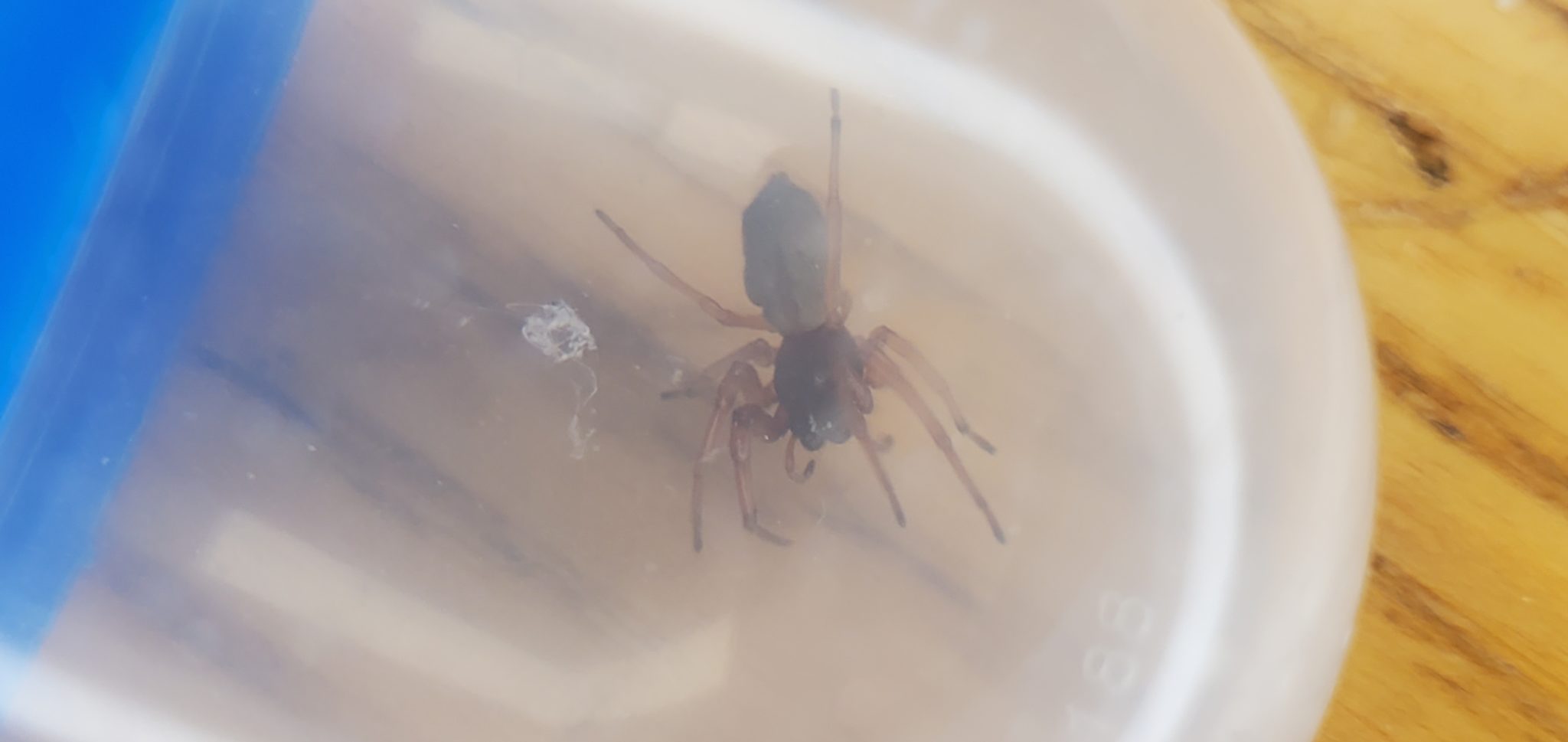 Trachelas Tranquillus - Broad-Faced Sac Spider - USA Spiders