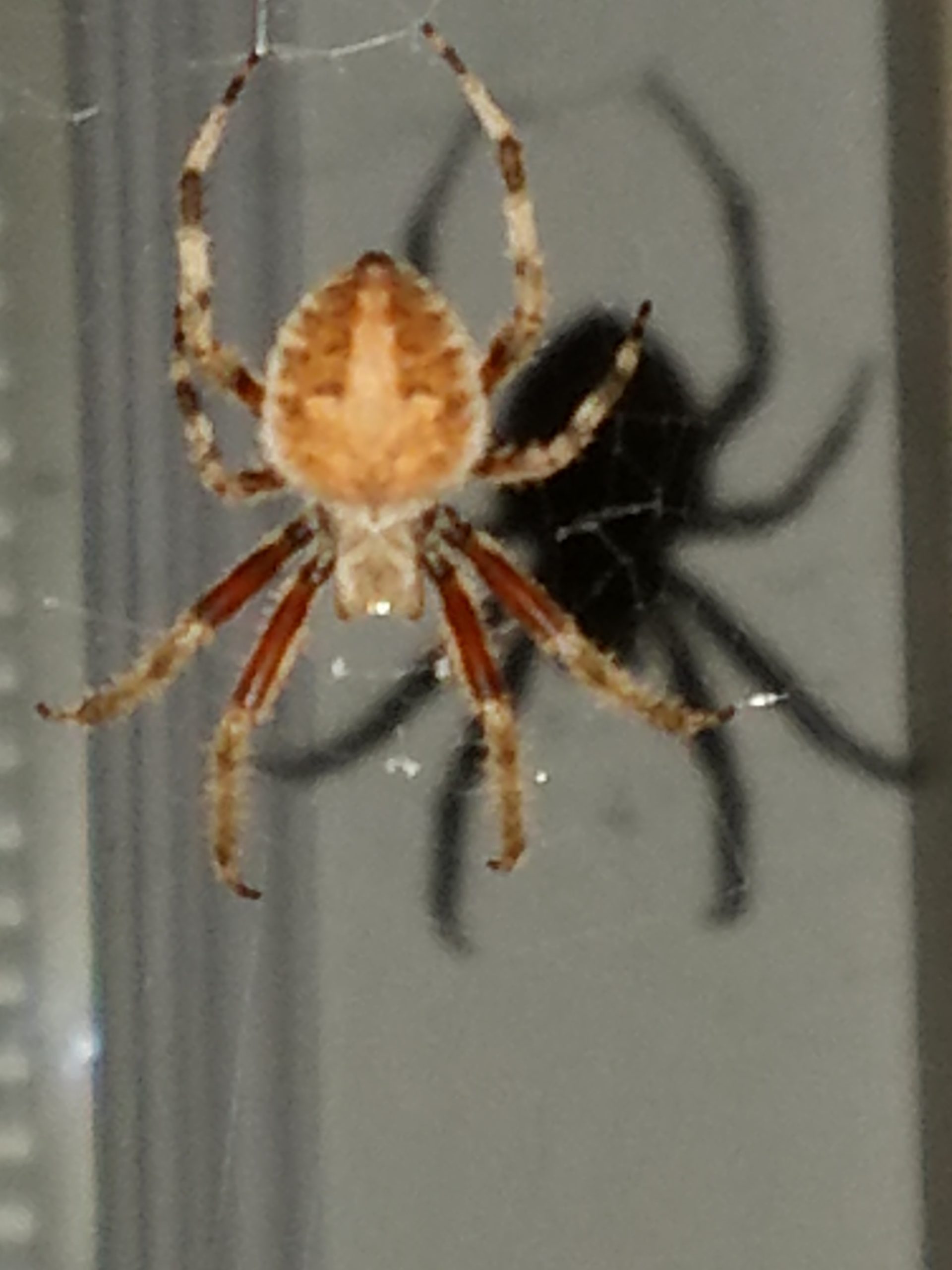 Neoscona crucifera - Spotted Orb Weaver - USA Spiders