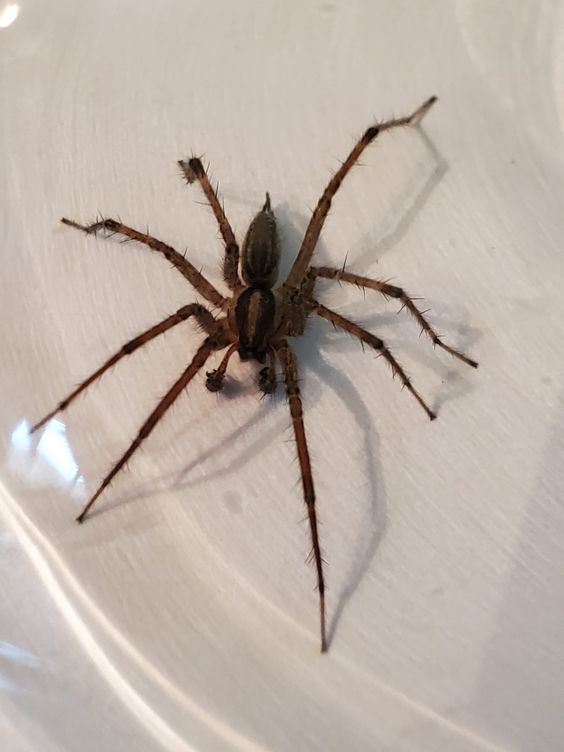 Agelenopsis - American Grass Spider - USA Spiders