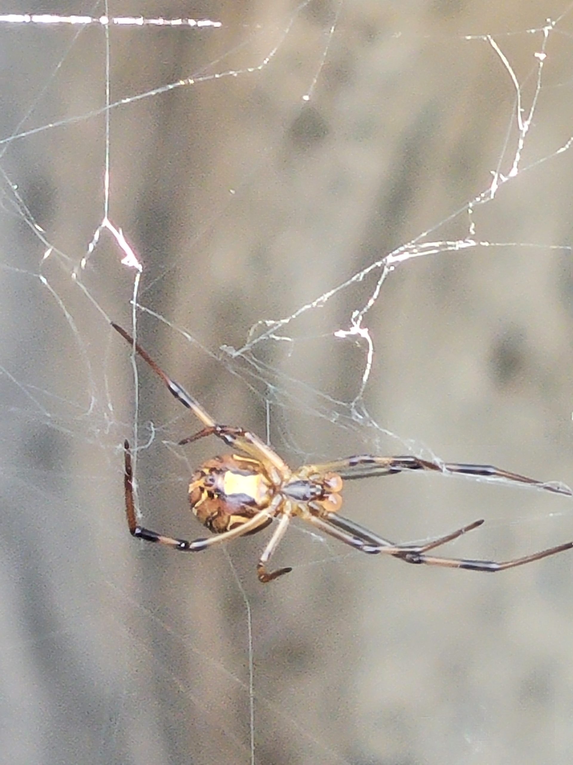 Latrodectus Geometricus - Brown Widow - USA Spiders