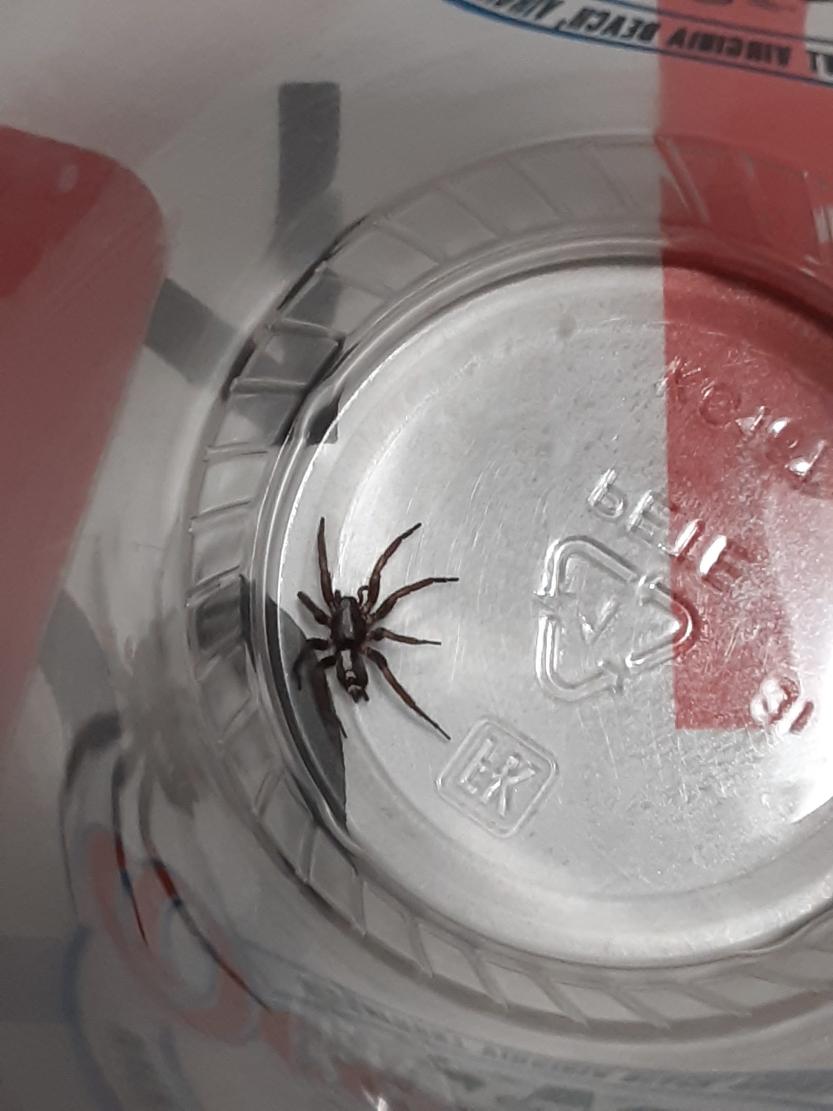 Herpyllus Ecclesiasticus - Eastern Parson Spider - USA Spiders