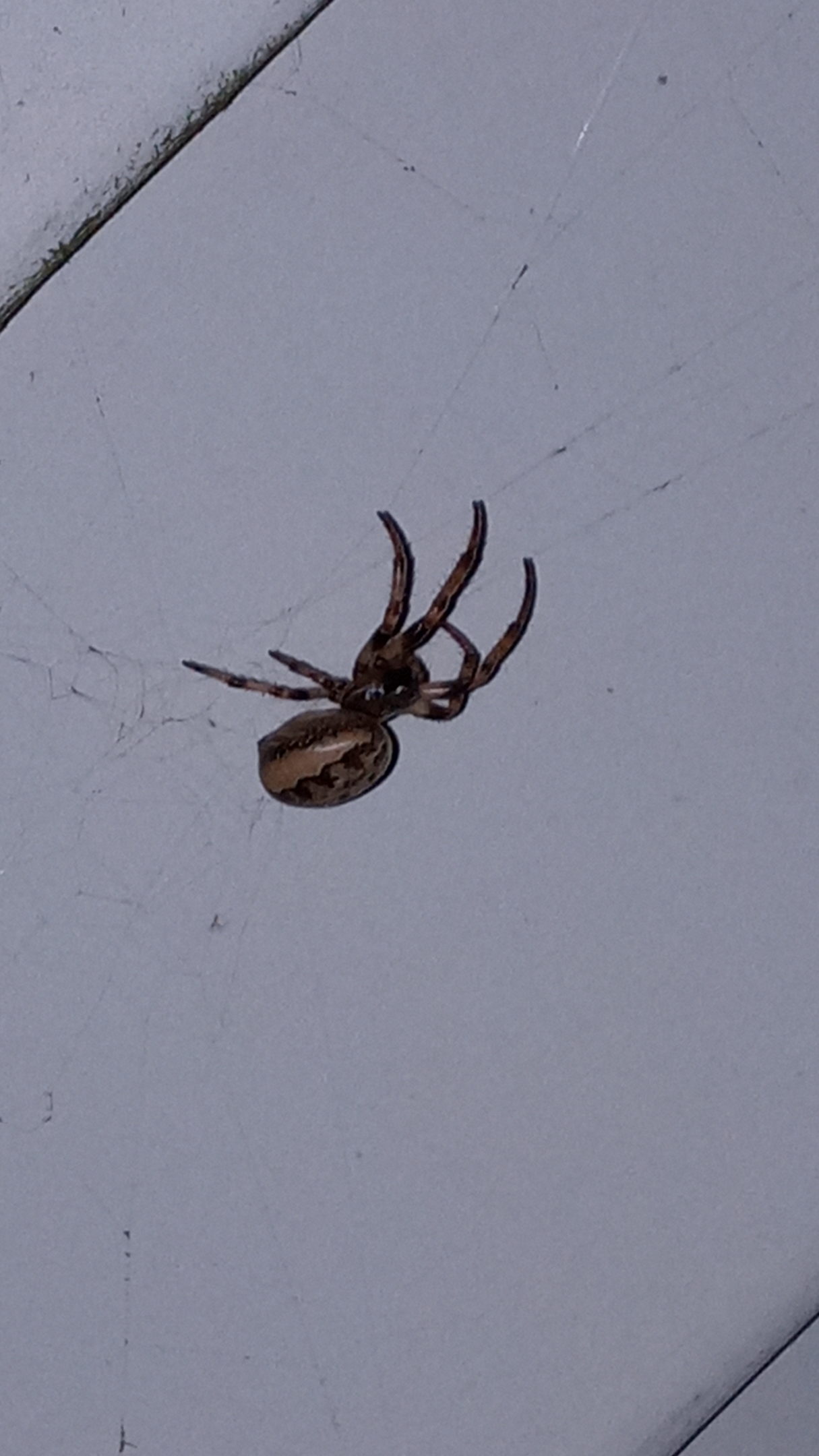 Larinioides Cornutus - Furrow Spider - USA Spiders