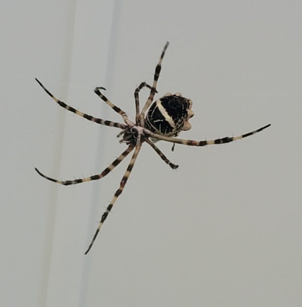 Argiope Argentata – Silver Garden Spider - USA Spiders