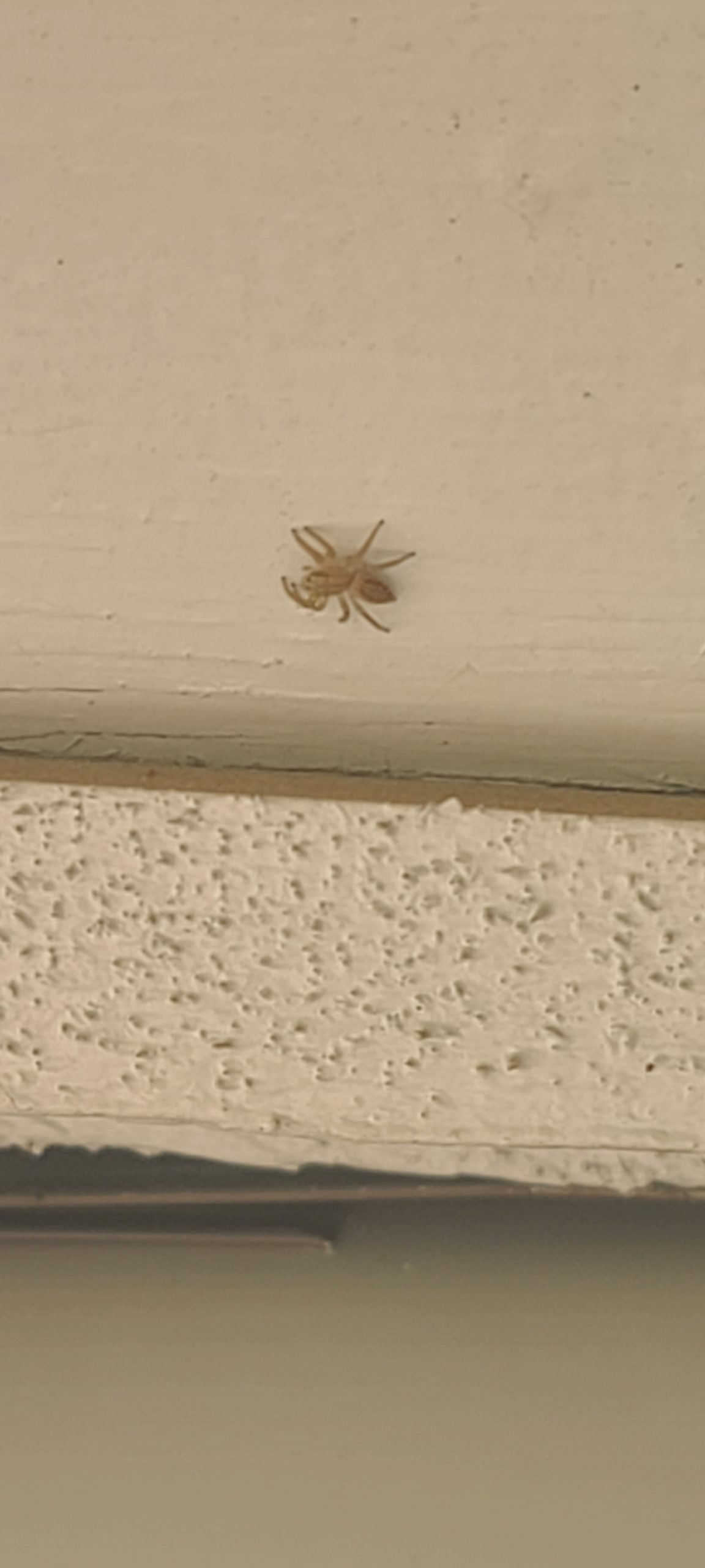 Maevia Inclemens - Dimorphic Jumper - USA Spiders