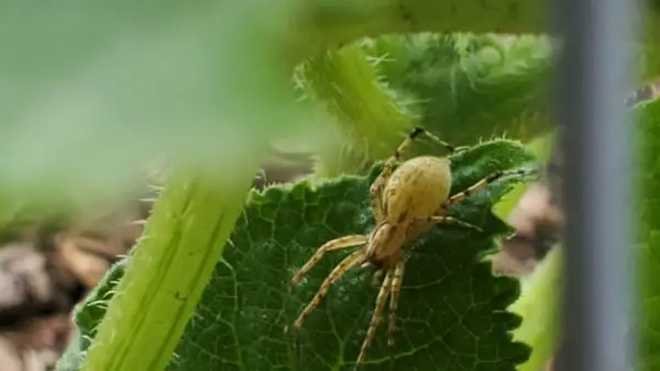 USA Spider Identification - USA Spiders