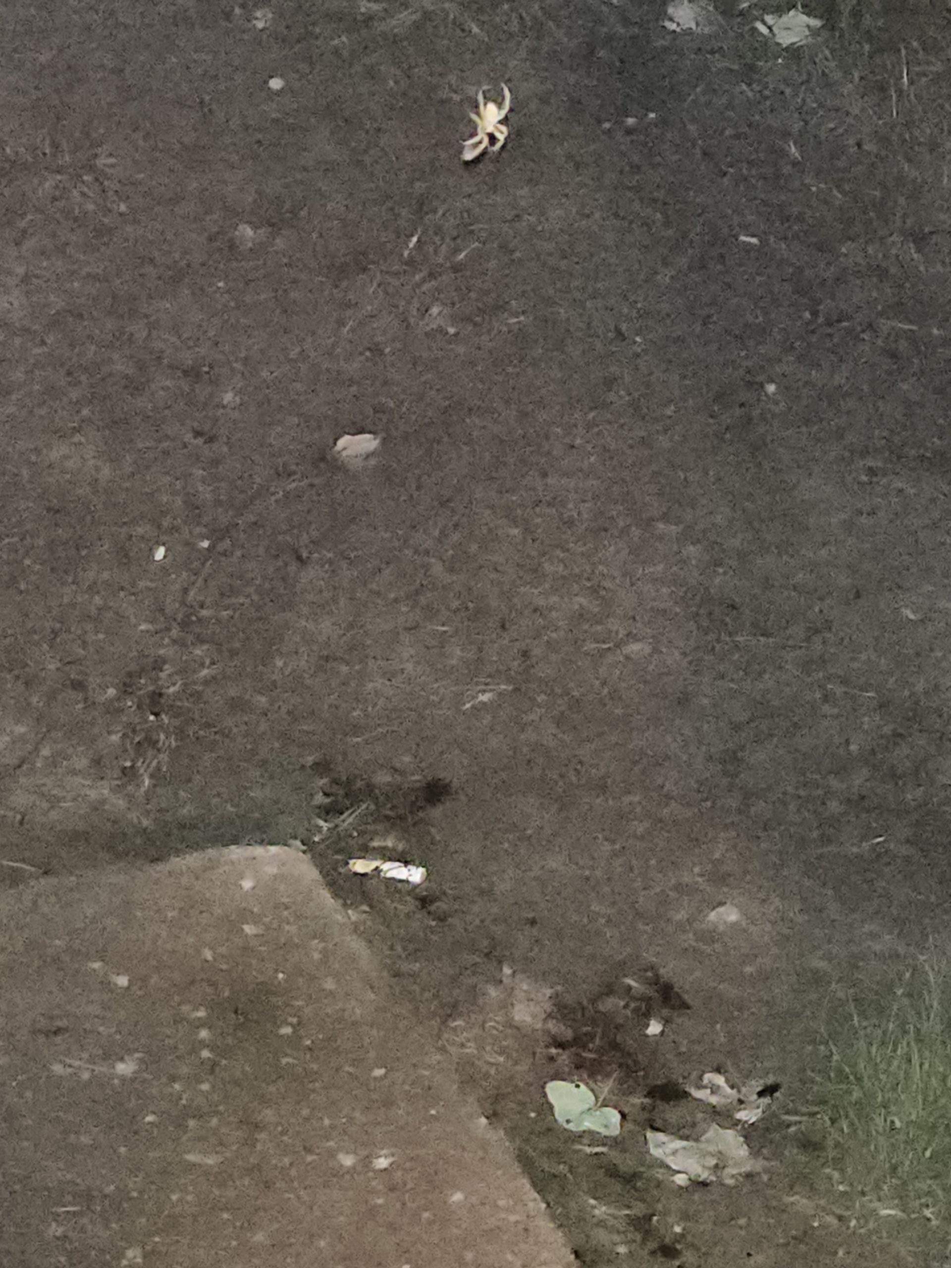 Castianeira Descripta - Red-Spotted Ant Mimic Spider - USA Spiders