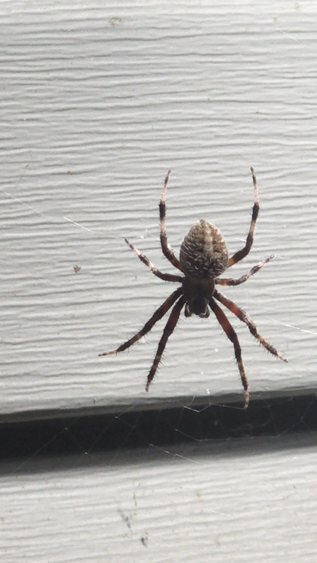 Neoscona crucifera - Spotted Orb Weaver - USA Spiders