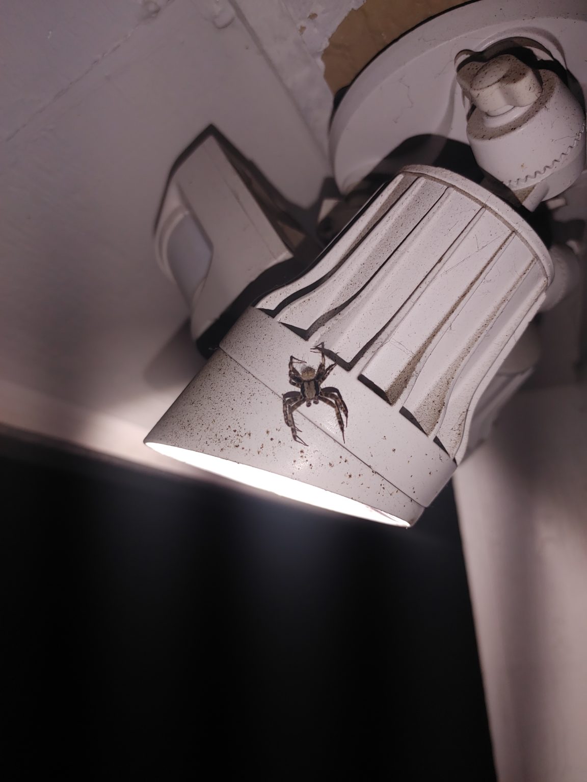 Neoscona crucifera - Spotted Orb Weaver - USA Spiders