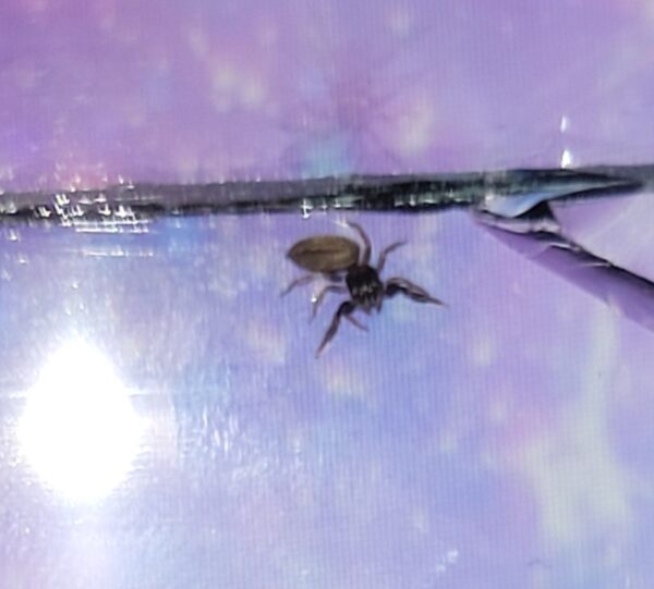 Steatoda Bipunctata - Rabbit Hutch Spider - USA Spiders