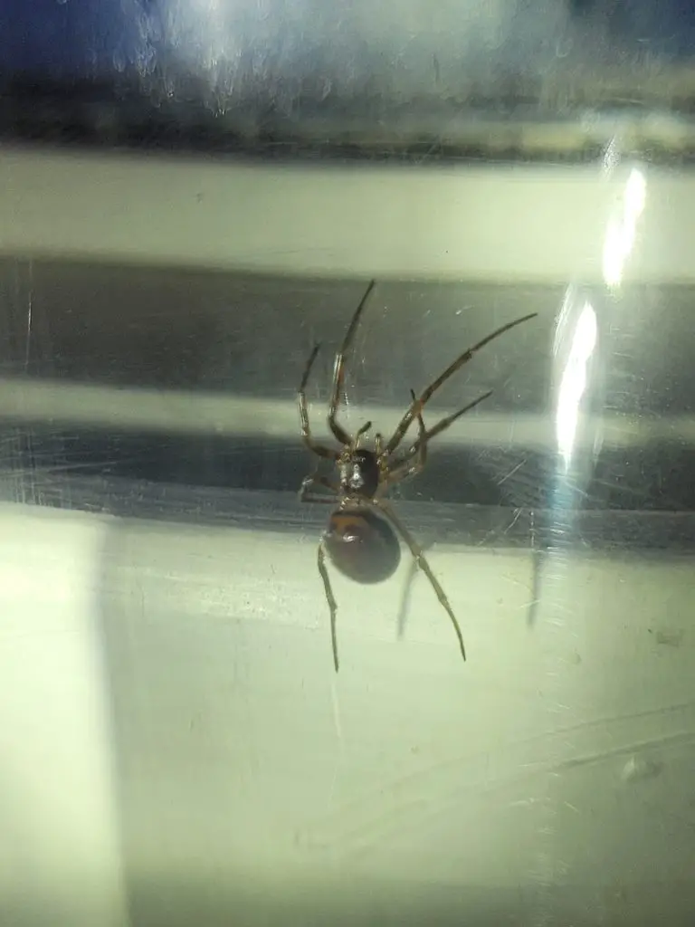 Steatoda Borealis