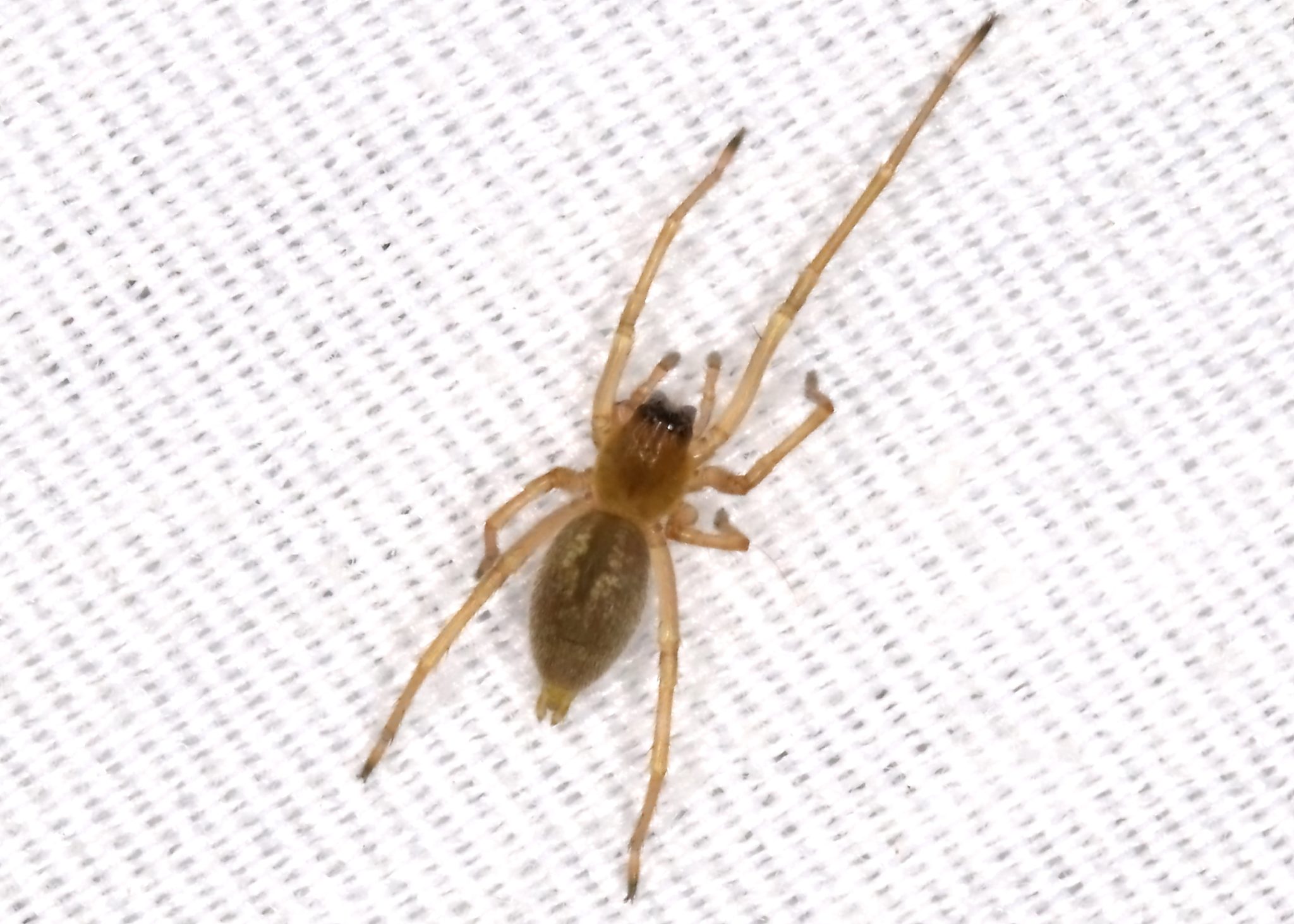 Clubiona - Leaf-Curling Sac Spider - USA Spiders