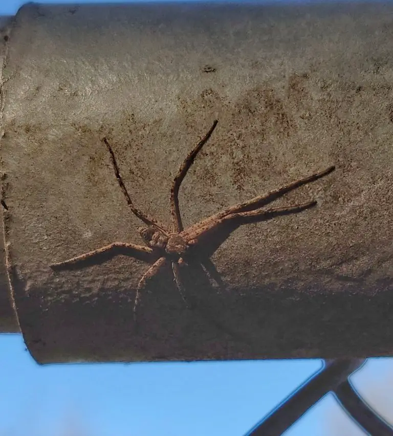 Heteropoda venatoria - Pantropical huntsman - USA Spiders