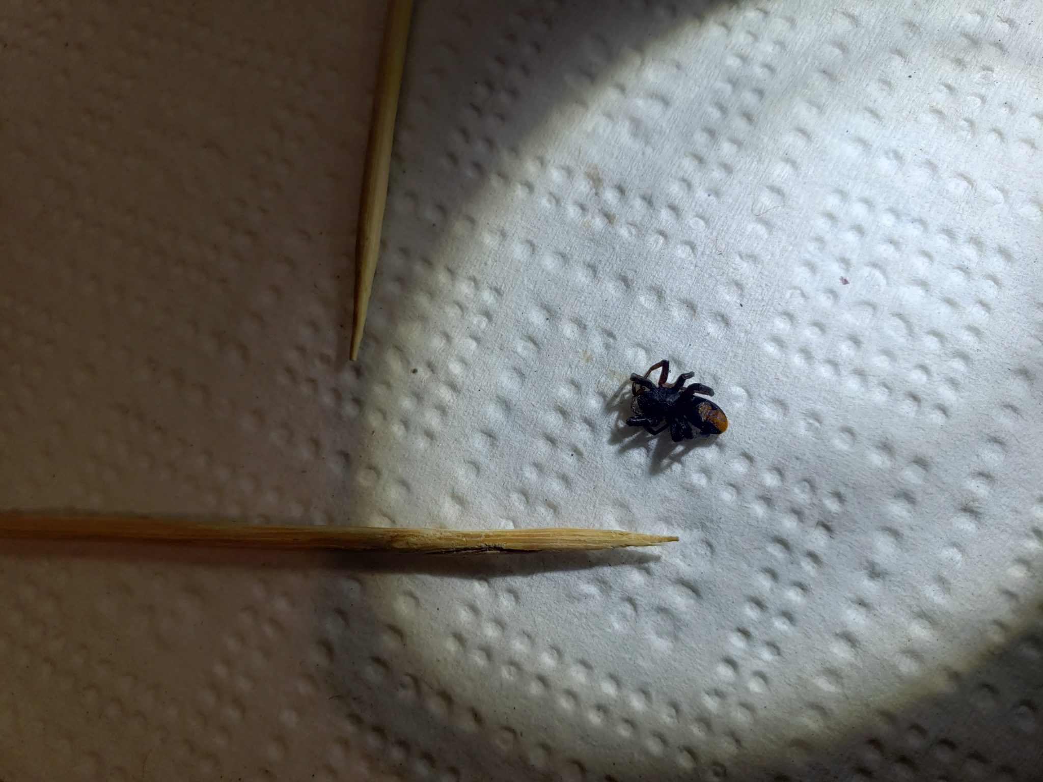 Castianeira Descripta - Red-Spotted Ant Mimic Spider - USA Spiders